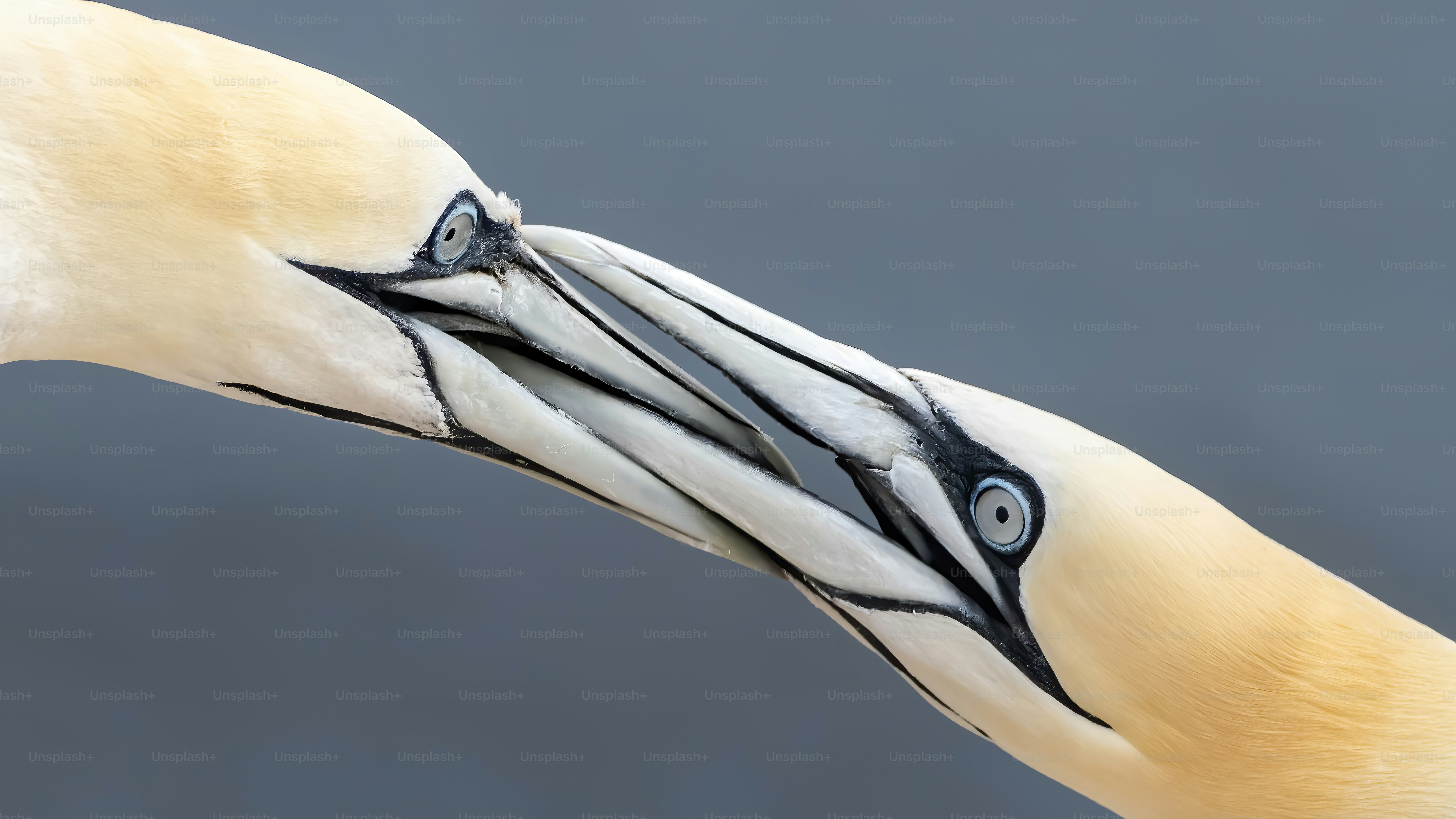 Fou de Bassan (Morus bassanus), s’accoupler des fous de Bassan sur les ...