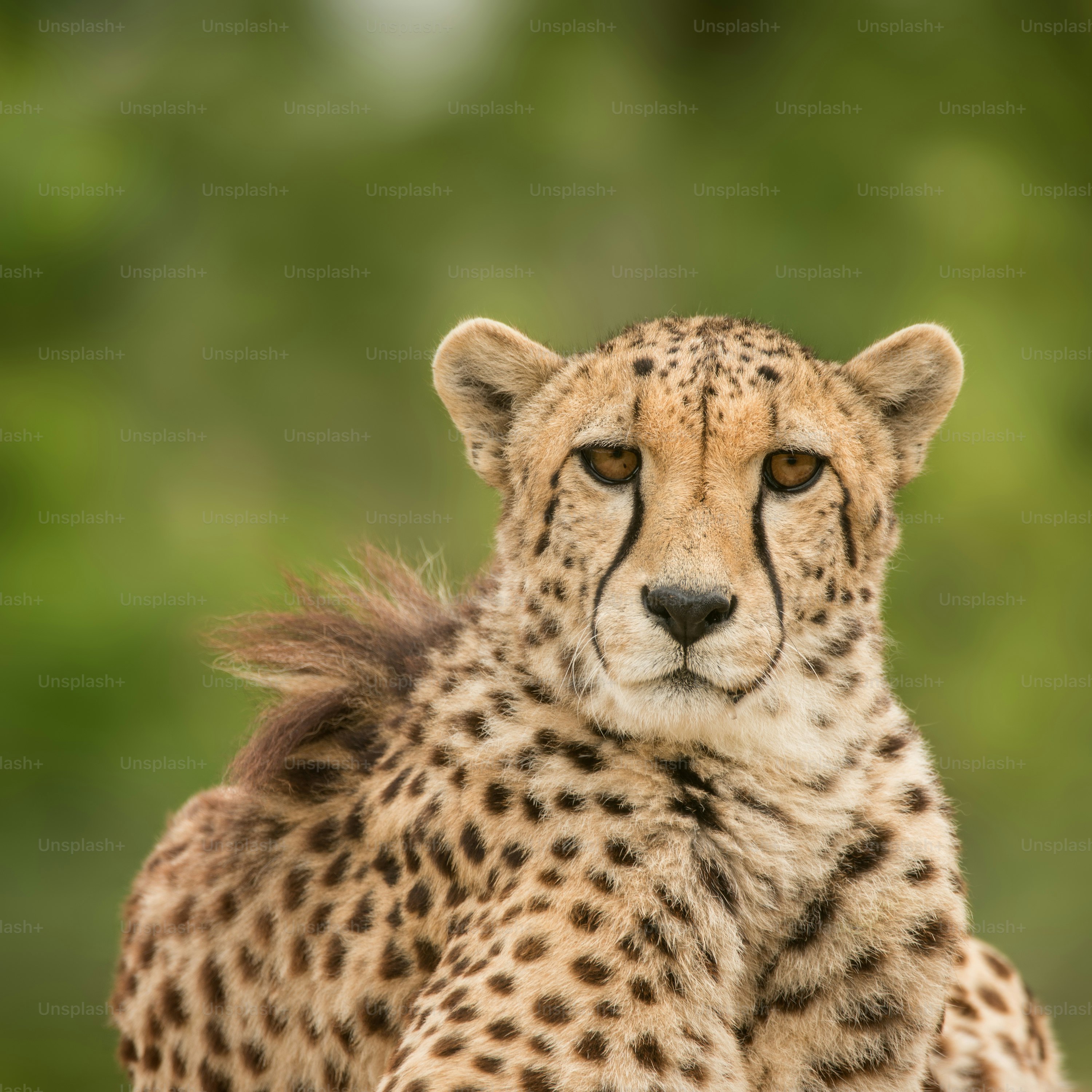 Stunning intimate portrait of Cheetah Acinonyx Jubatus in colorful ...