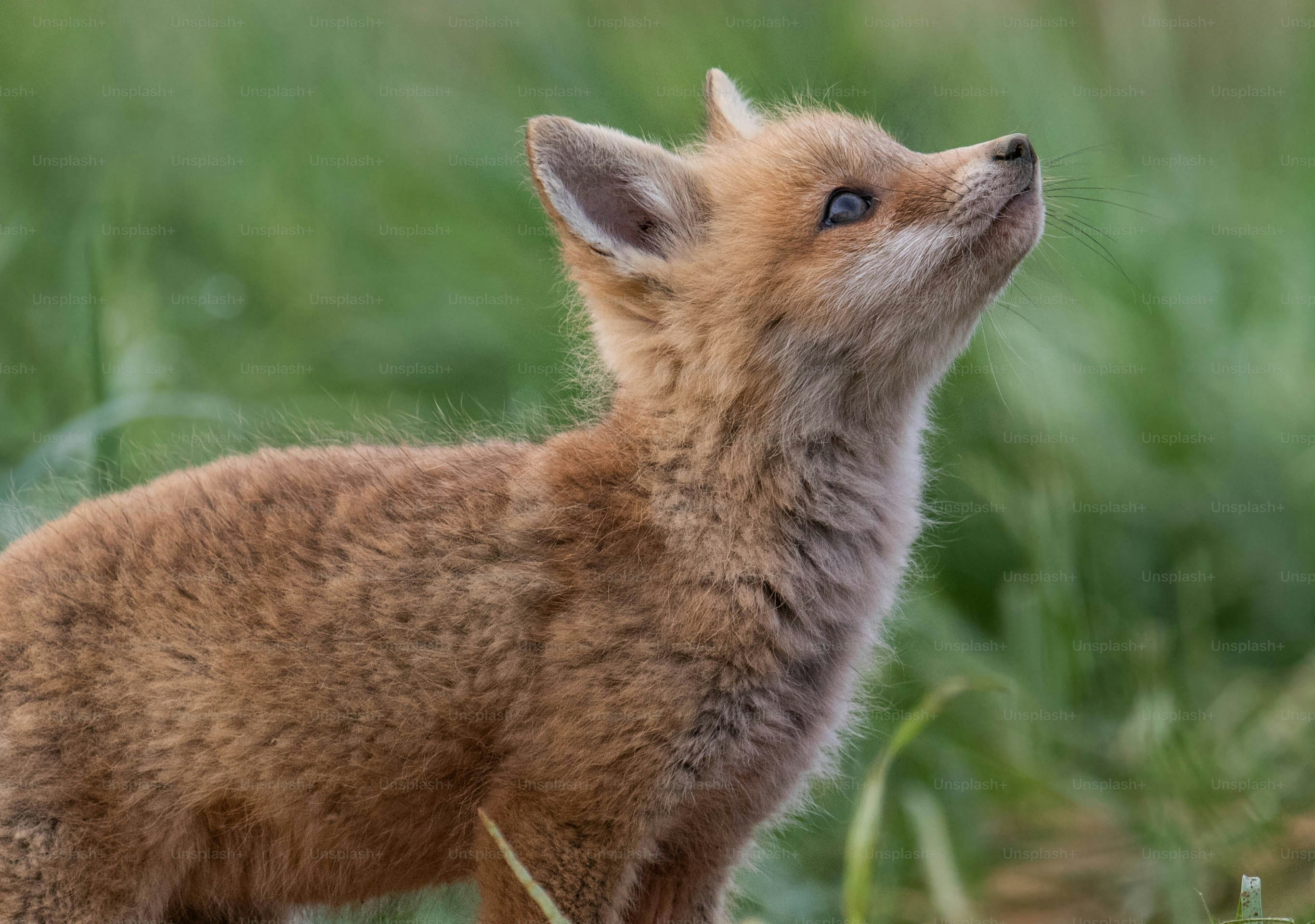 A red fox in New Jersey photo – Animal Image on Unsplash