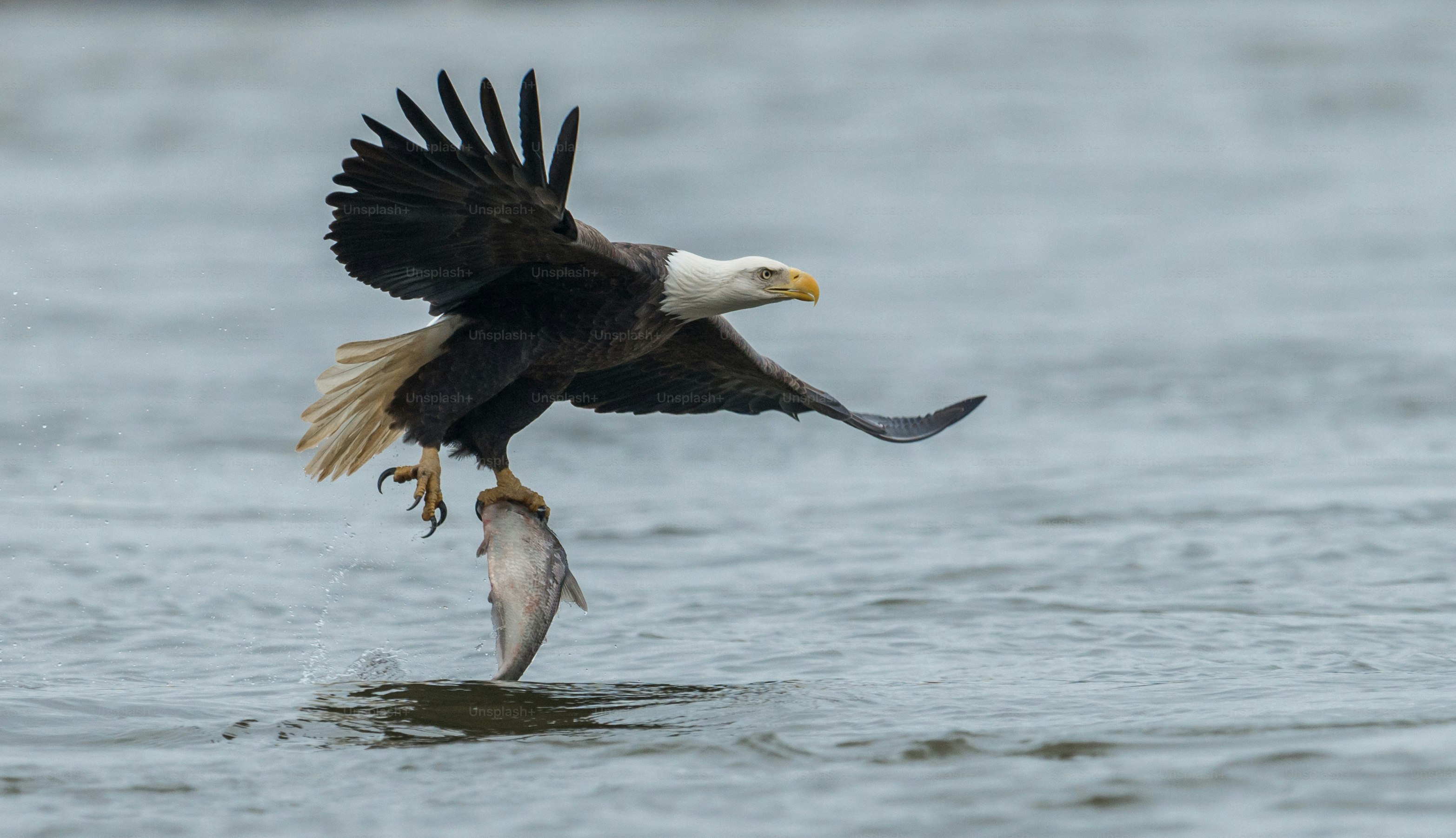 Un pygargue à tête blanche dans le Maryland photo – Image de Aigle sur ...