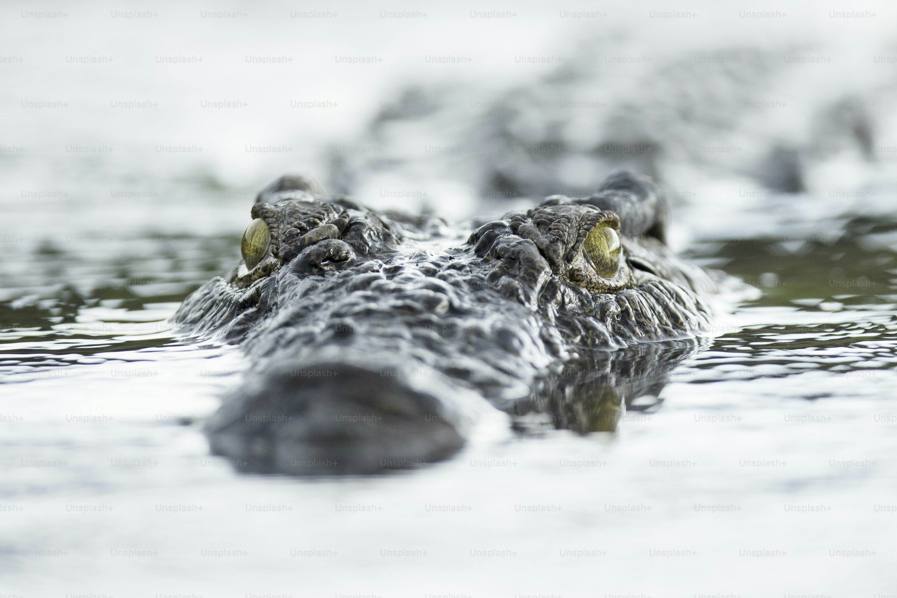 Crocodile swimming in water. photo – Crocodile Image on Unsplash