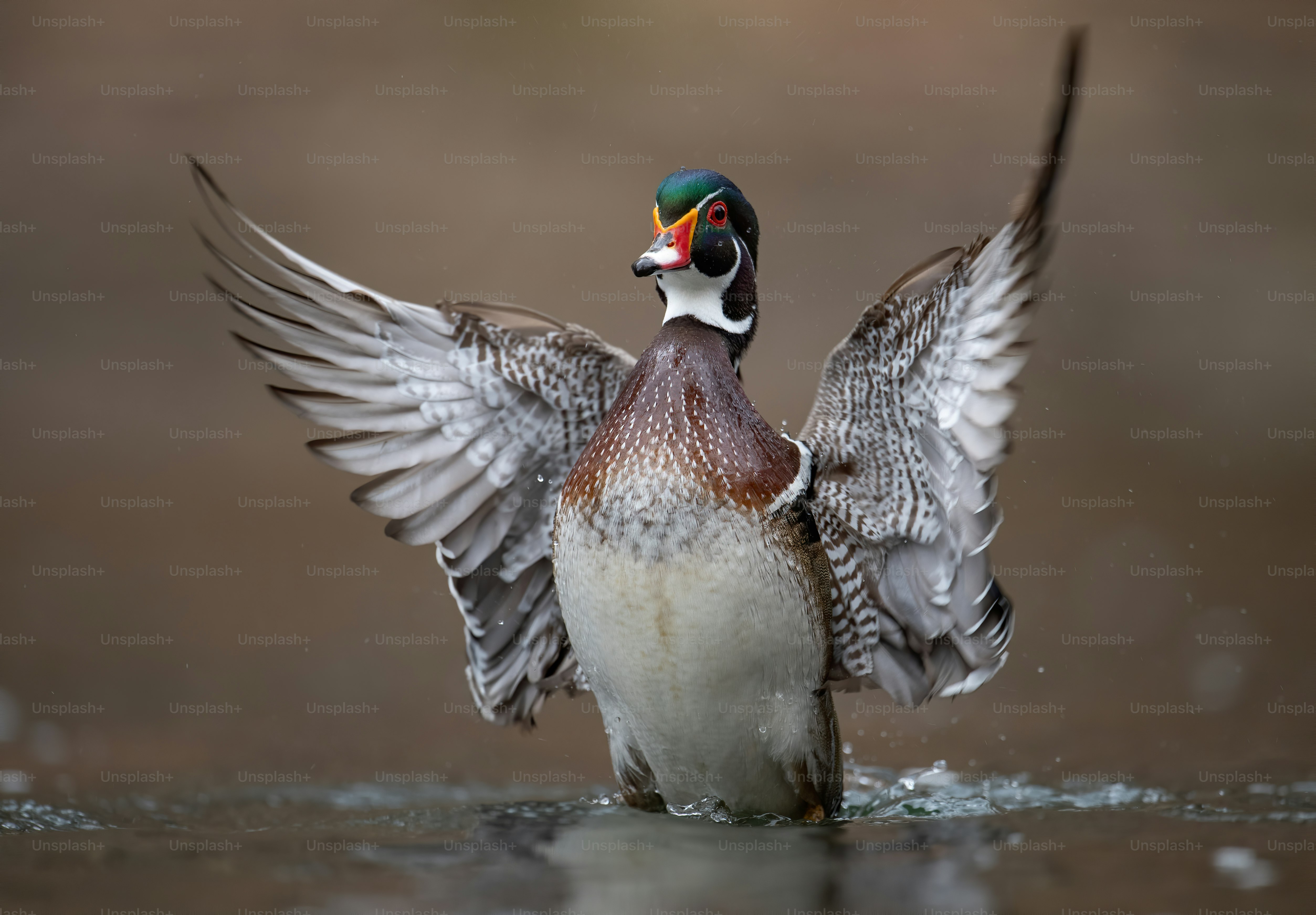 A male wood duck in a Pennsylvania stream. photo – Mallard duck Image on Unsplash