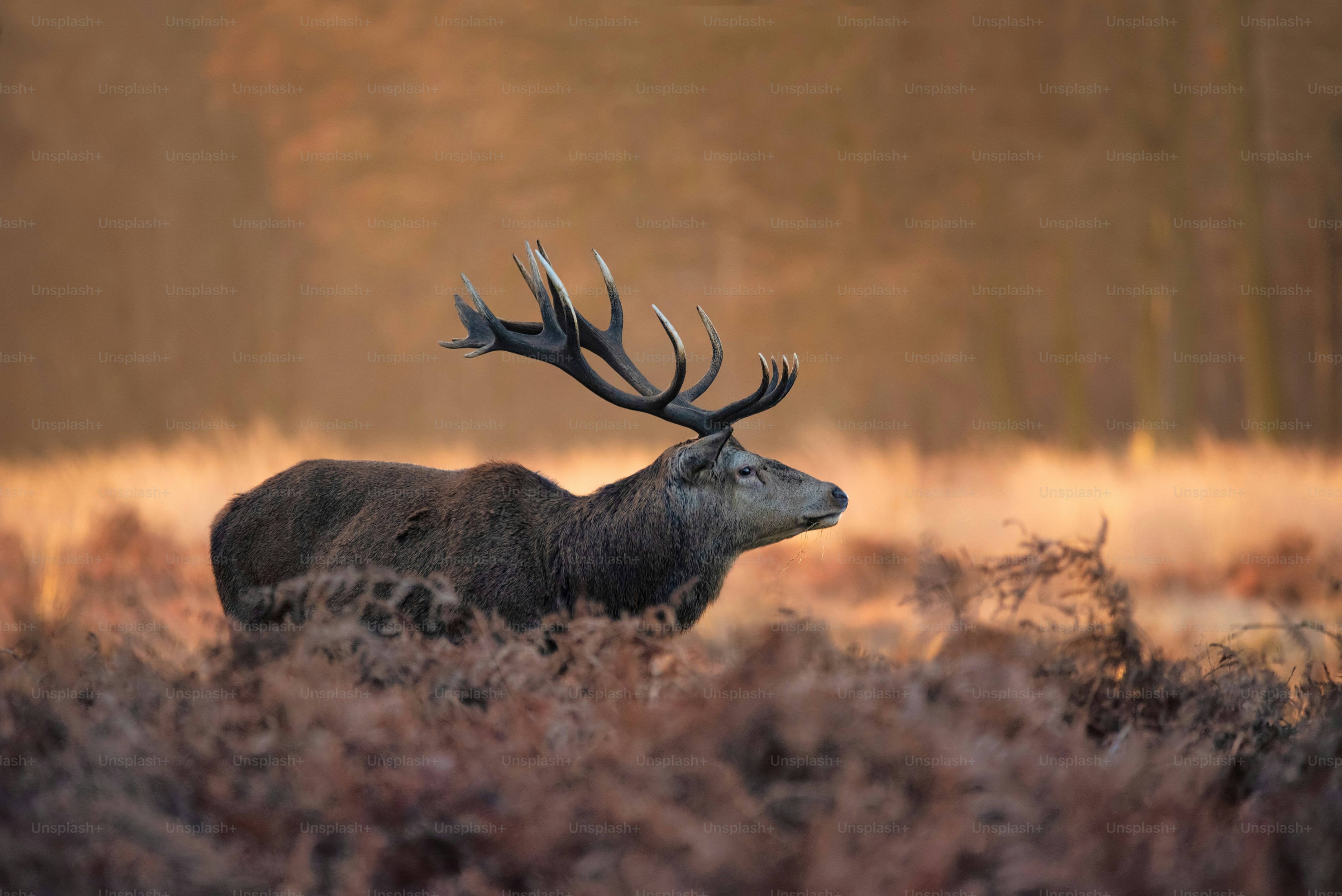 Foto Potret indah rusa merah solo Cervus Elaphus di bawah sinar ...