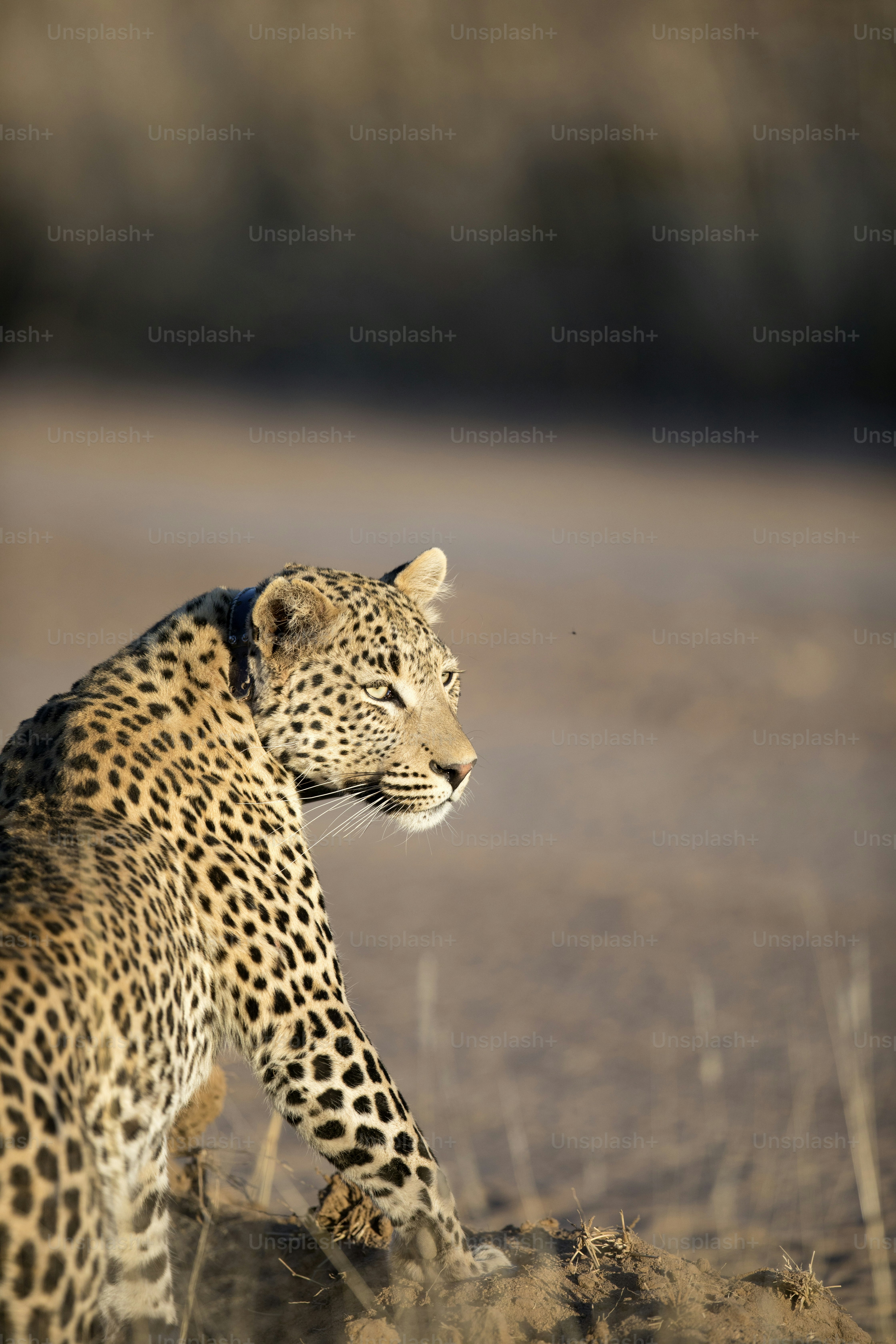 Leopard walking in the grass photo – Wild animal Image on Unsplash