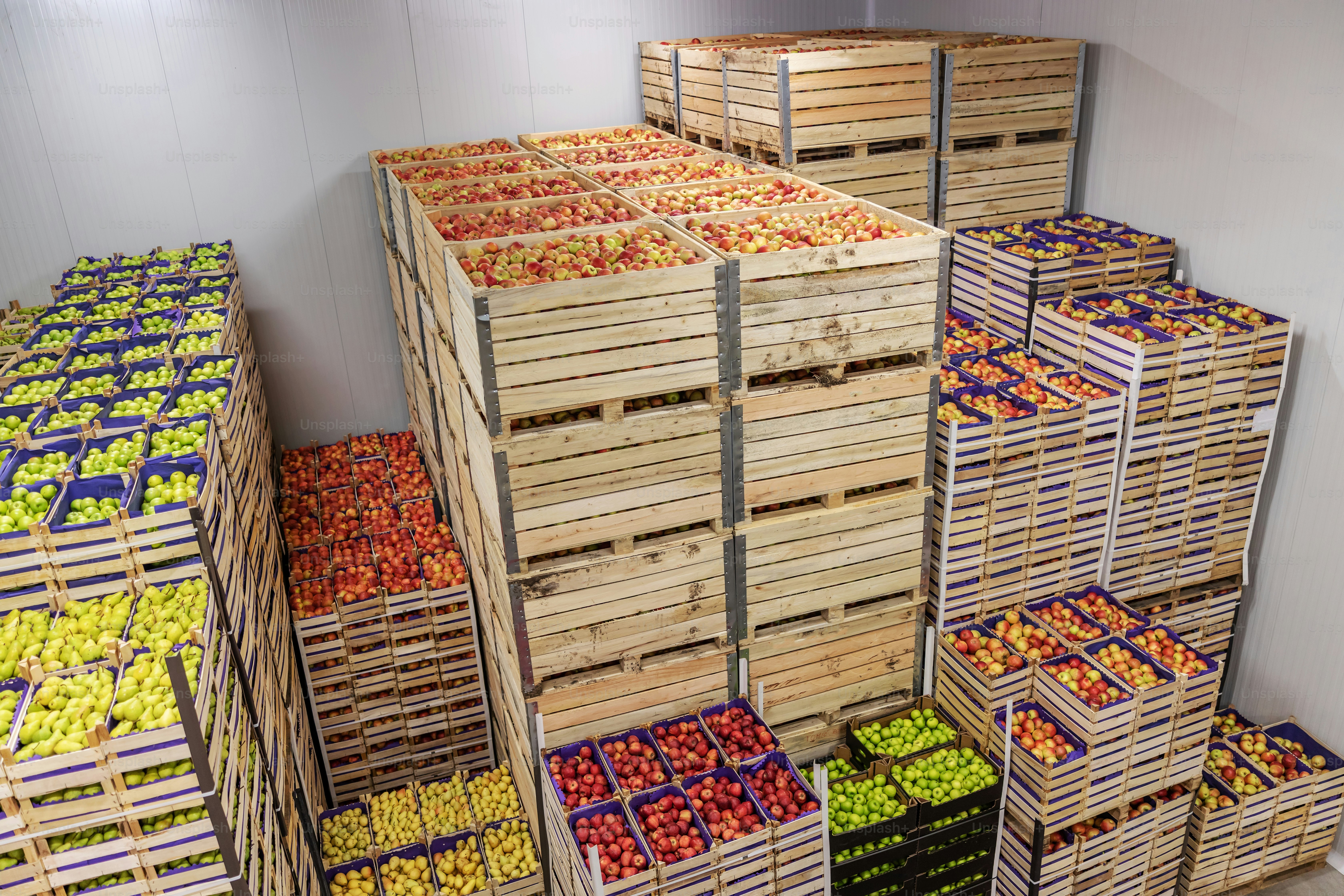 Apples and pears in crates ready for shipping. Cold storage interior ...