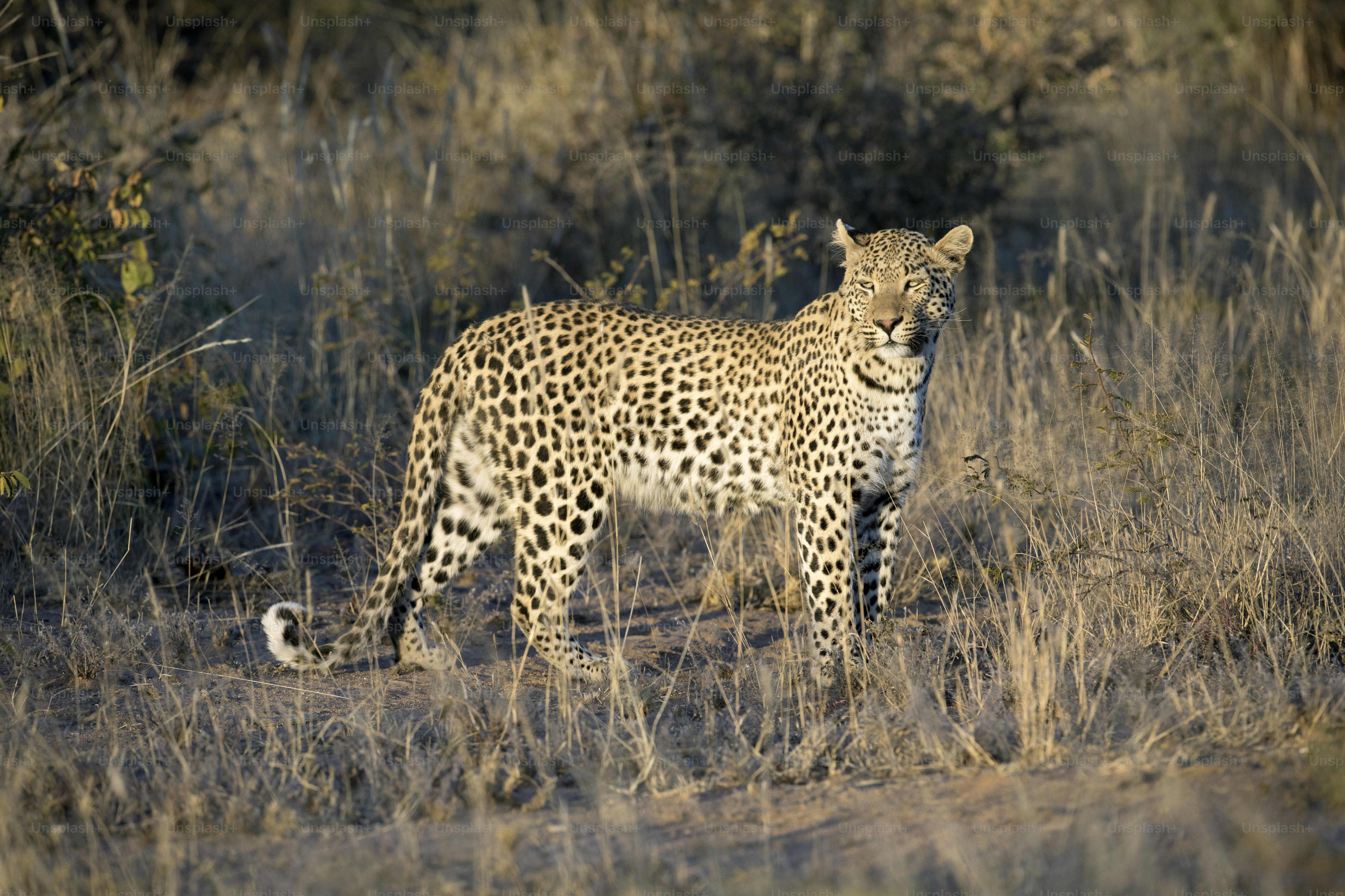 Leopard in the afternoon light photo – Animal Image on Unsplash