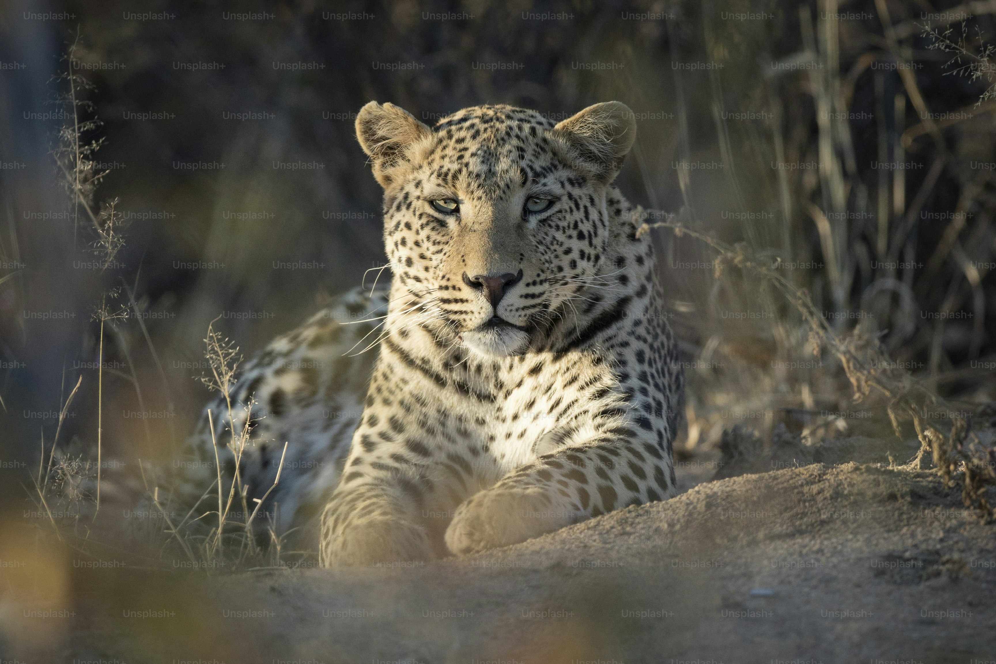 Leopard in the afternoon light photo – Leopard Image on Unsplash