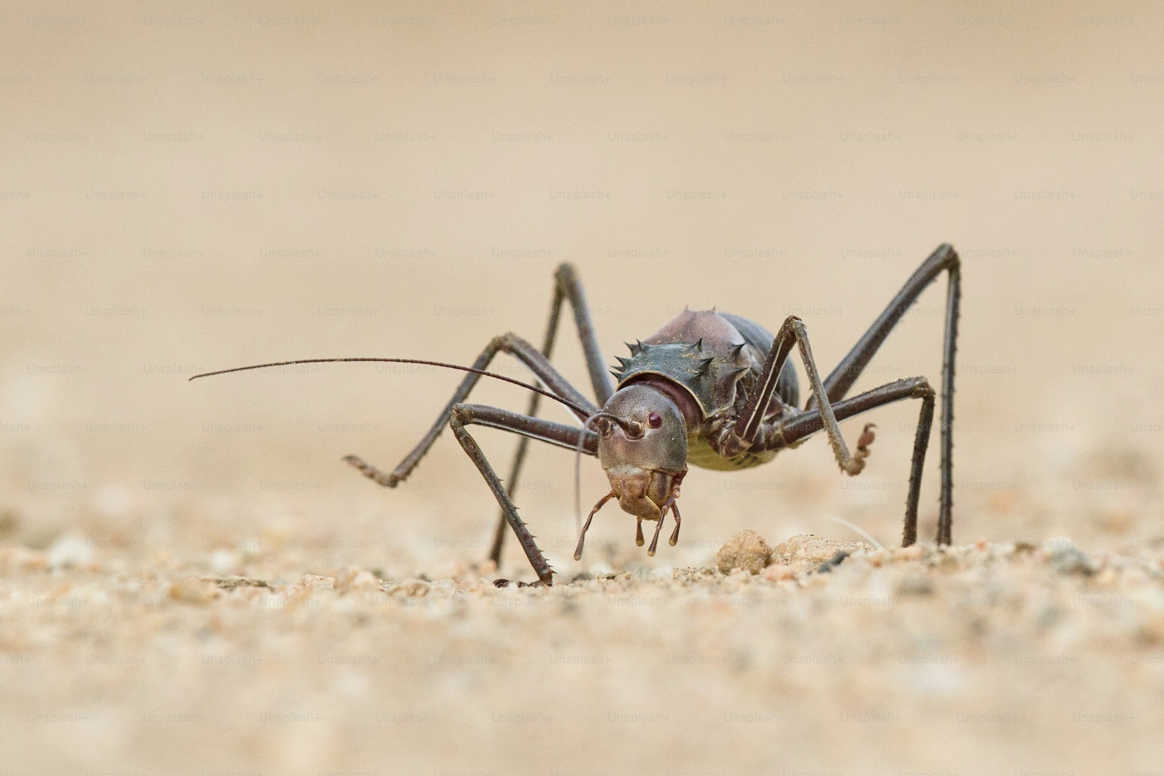 Armour Plated Ground Cricket in Namibia. photo – Katydid Image on Unsplash