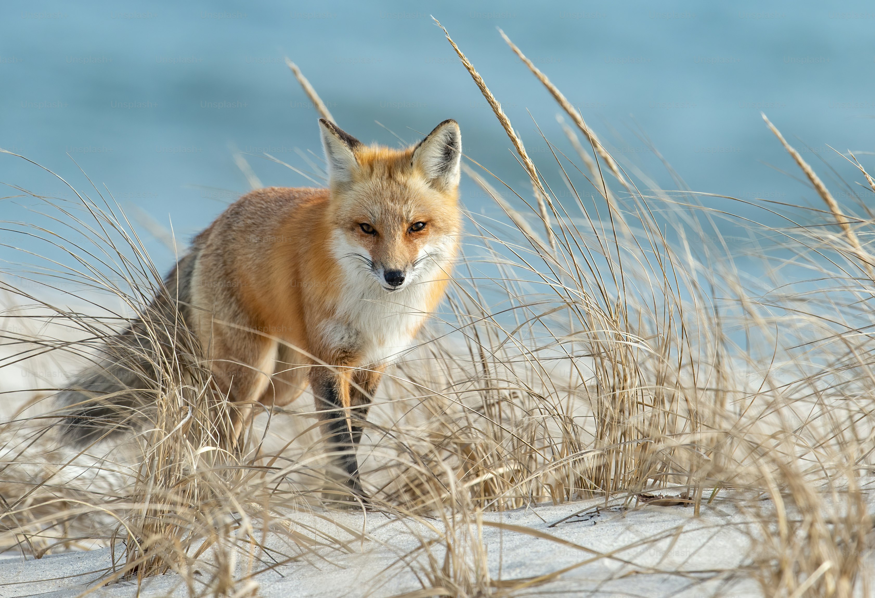 A red fox in New Jersey photo – Fox Image on Unsplash