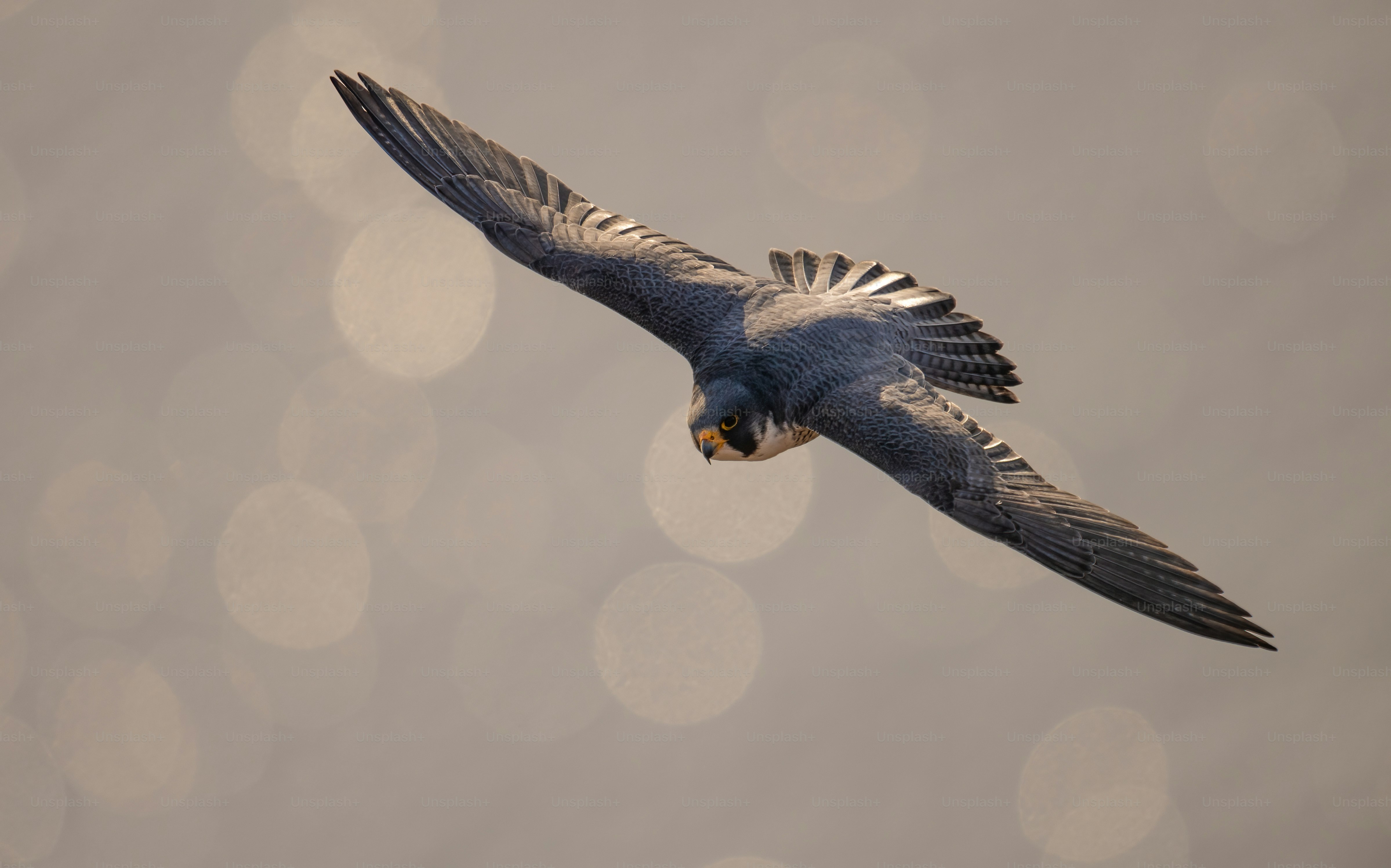 Foto Un halcón peregrino en Nueva Jersey – Pájaro cometa Imagen en Unsplash