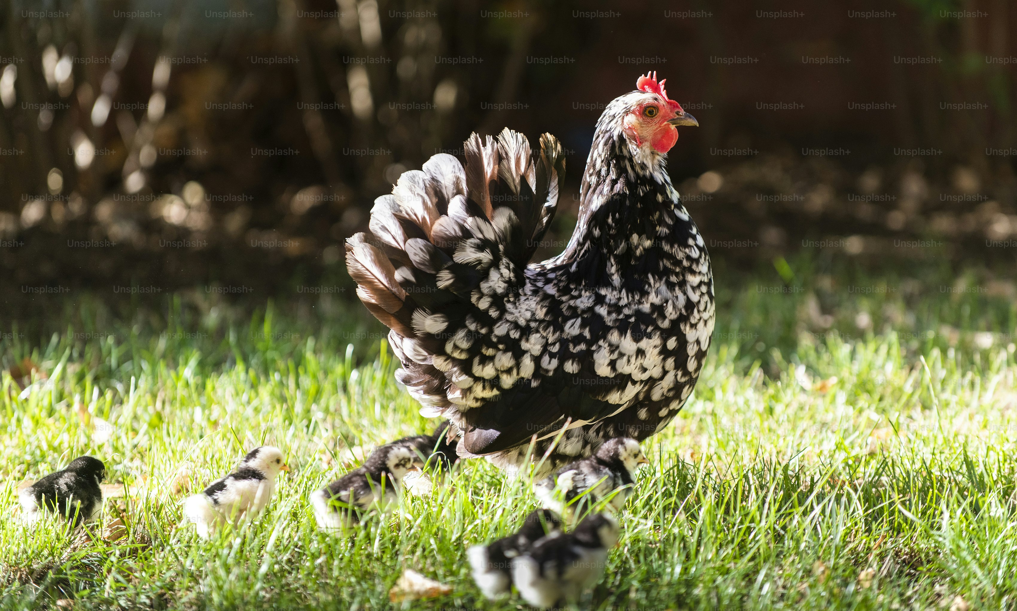 Clucking hen and chicks in the grass on a farm. photo – Poultry Image ...