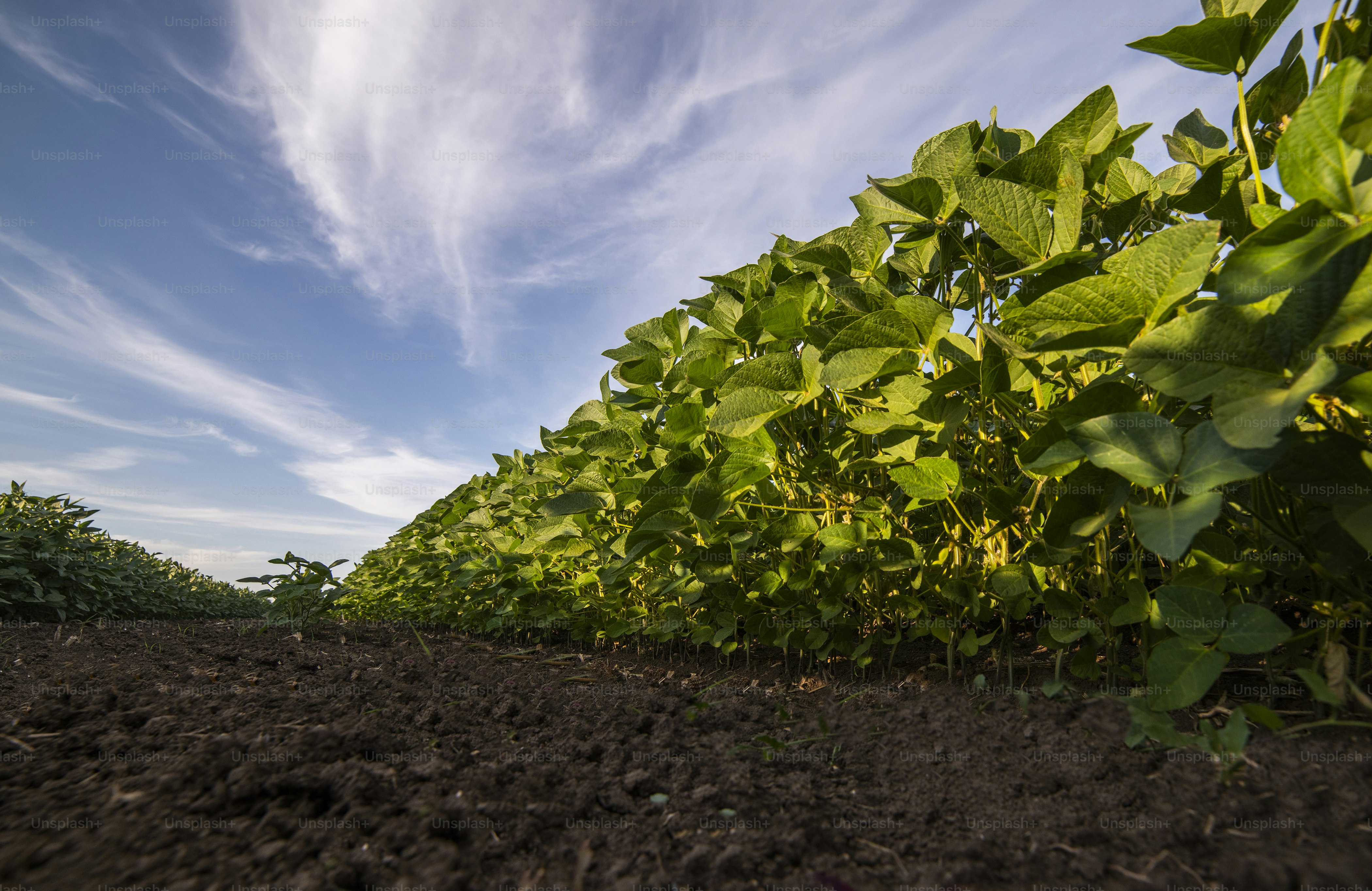 Soybean Field Background