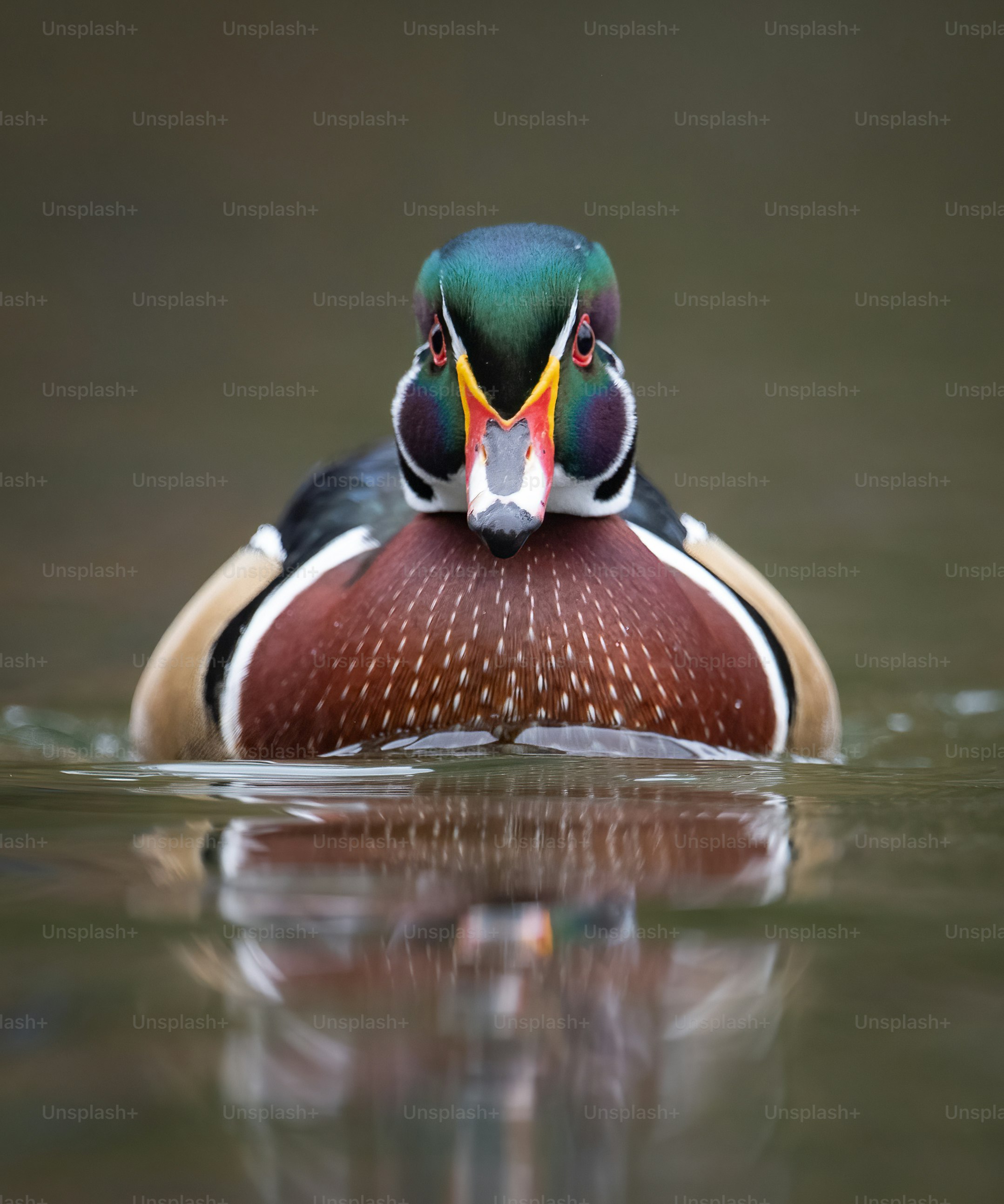 Pato De Madeira Drake Wood Duck Drake, Matt Geis, Cherry Hill, New