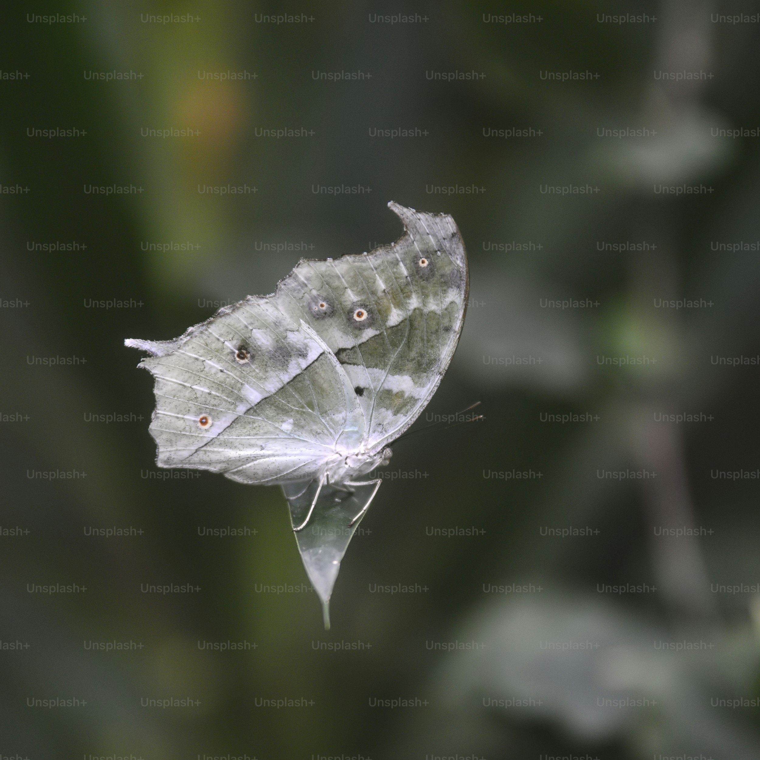 Beautiful image of Mother of Pearl Butterfly insect on leaf photo ...