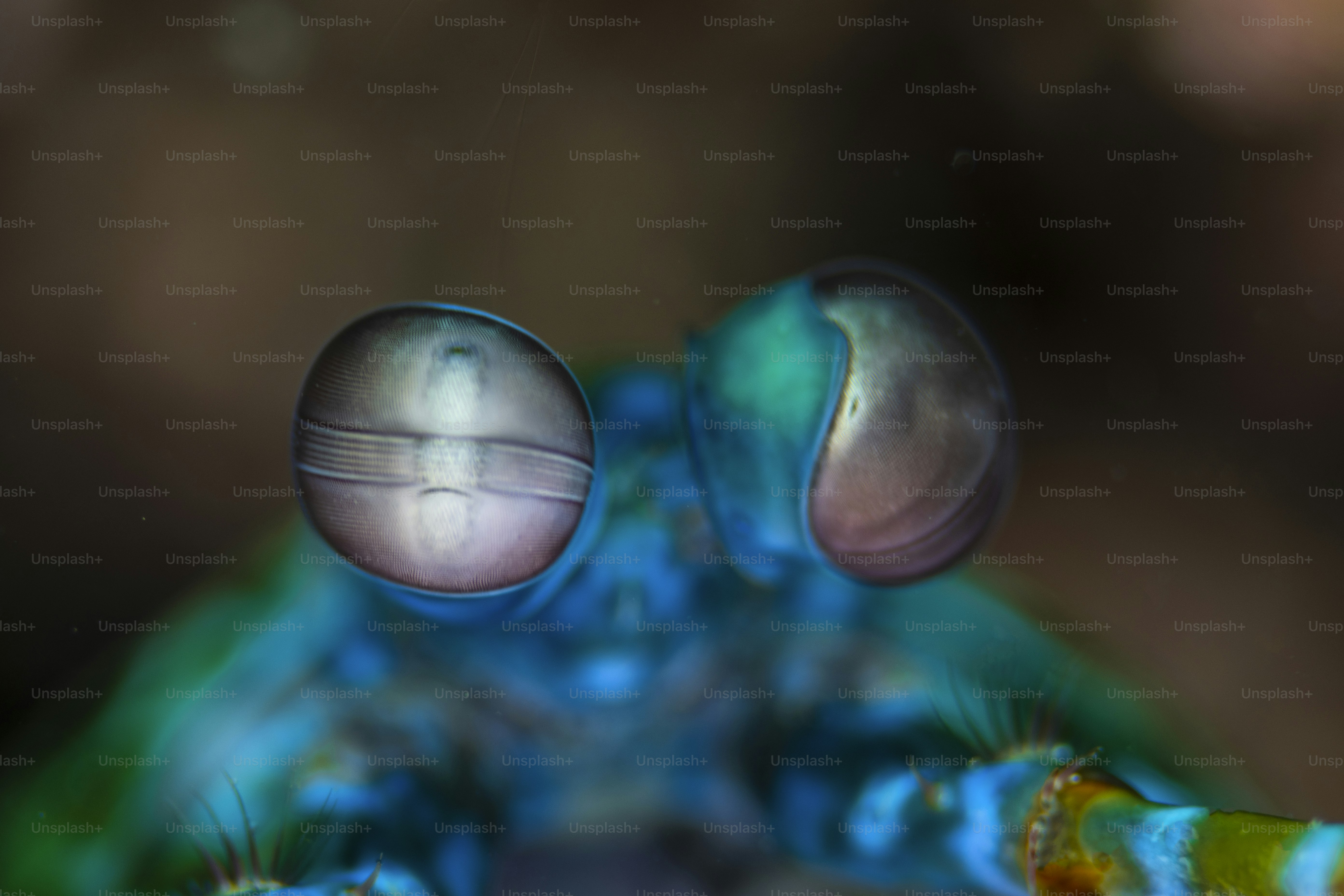 A Mantis Shrimp eyes in Lembeh Strait in Indonesia photo ...