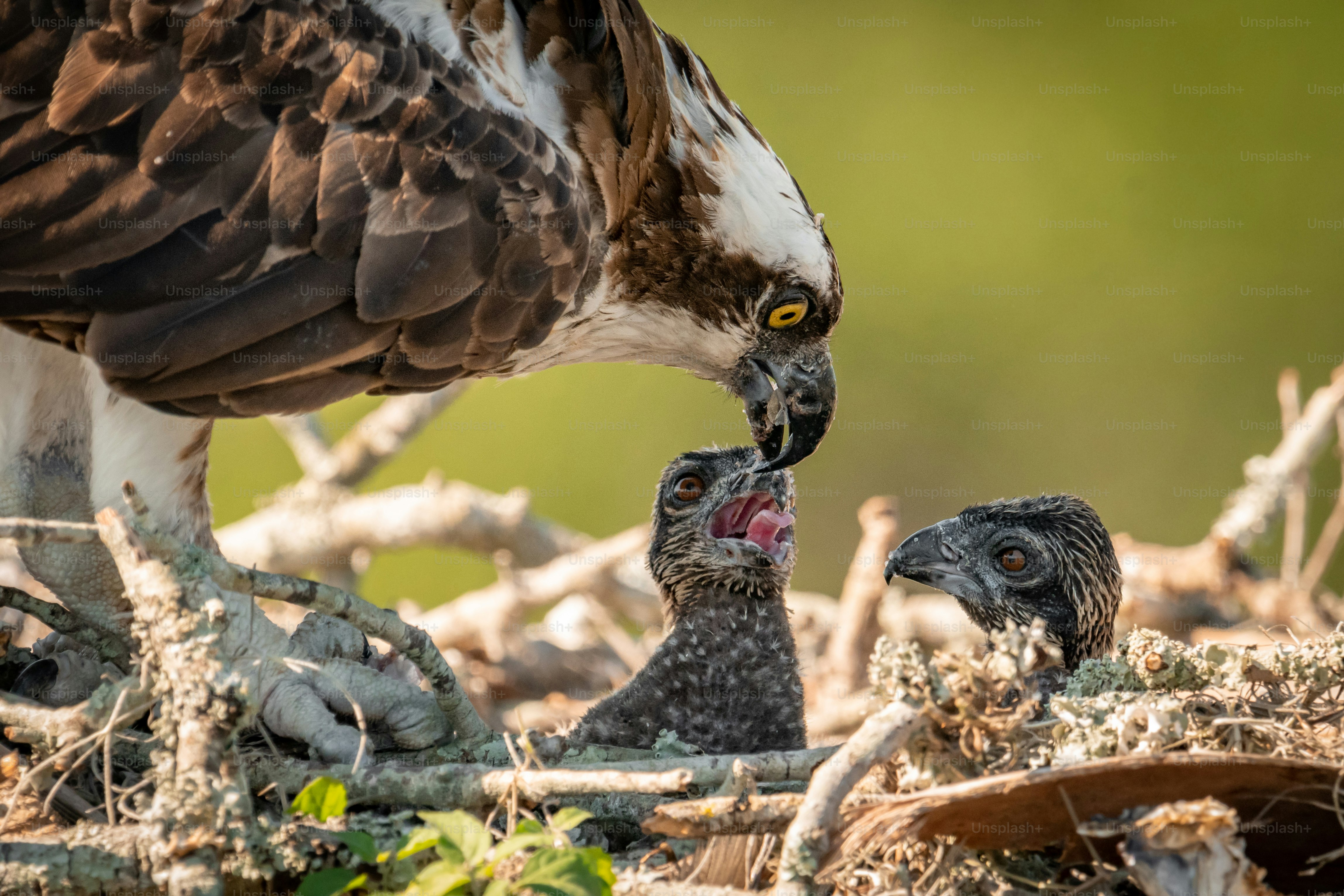 An osprey in Southern Florida photo – Bird nest Image on Unsplash