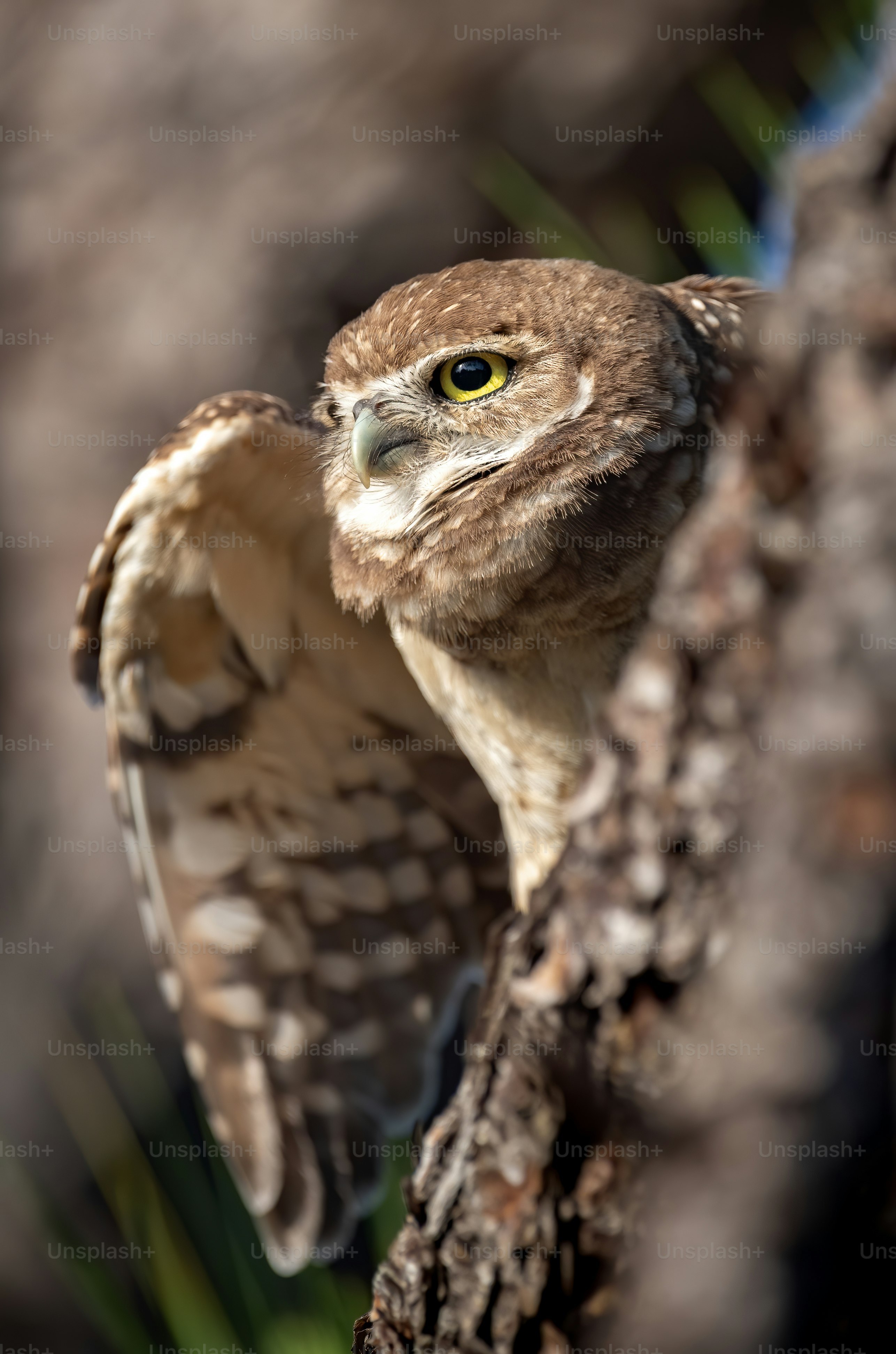 A burrowing Owl in Cape Coral, Florida. photo – Mobbing Image on Unsplash