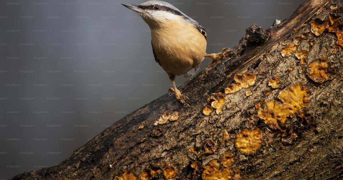 나무에 있는 가지에 봄 햇살에 Nuthatch 정원 새 Sitta Europaea에 아름 다운 사진 Unsplash의 새 이미지