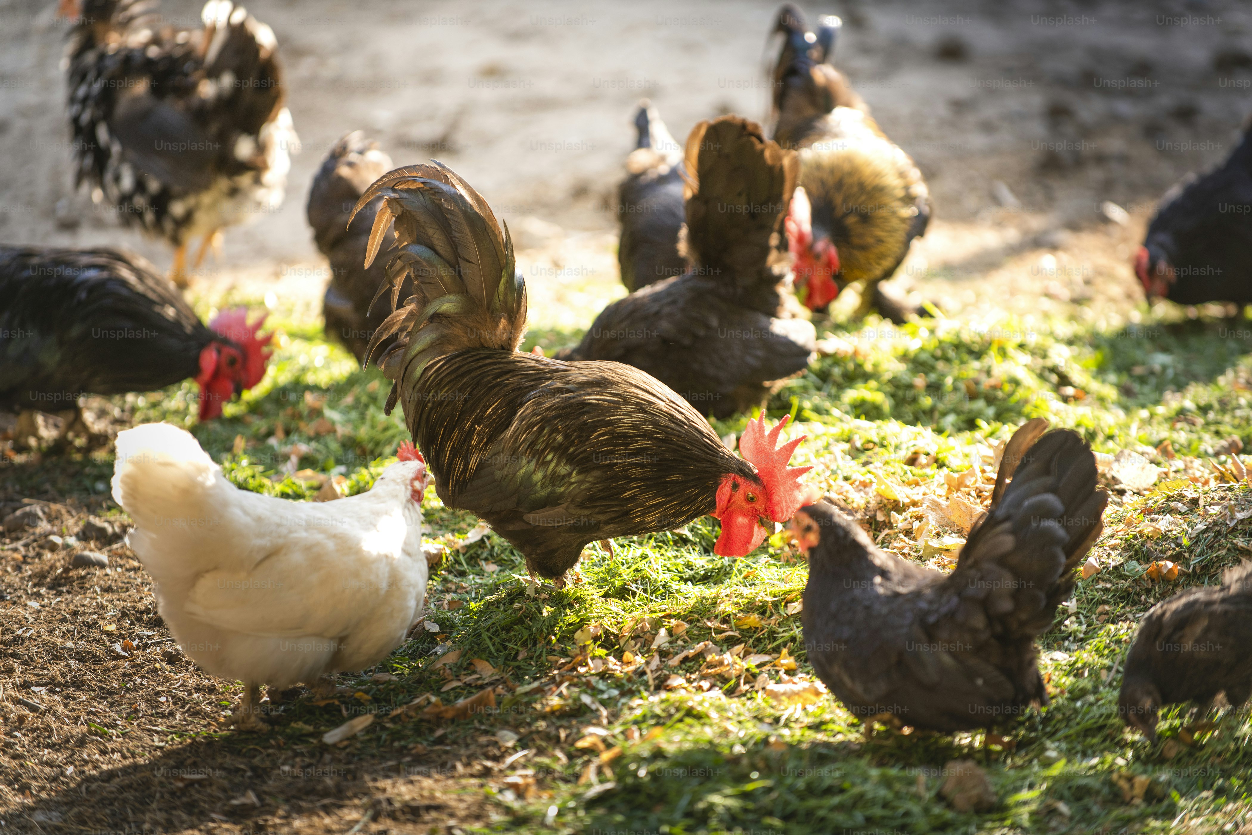 Rooster and Chickens. Free Range and Hens photo – Farm Image on Unsplash