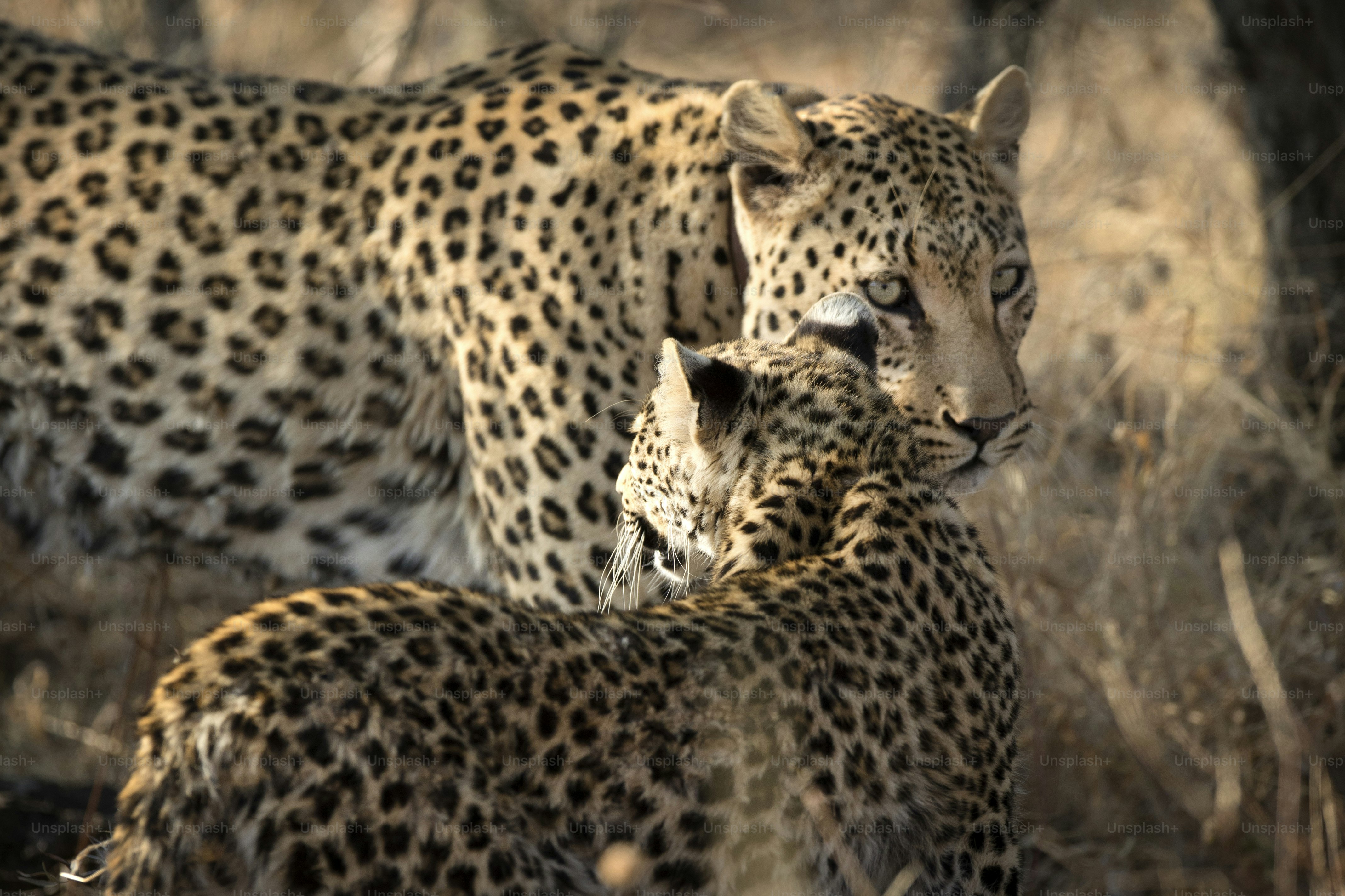 Leopard cub walking in morning light photo – Etosha national park Image ...