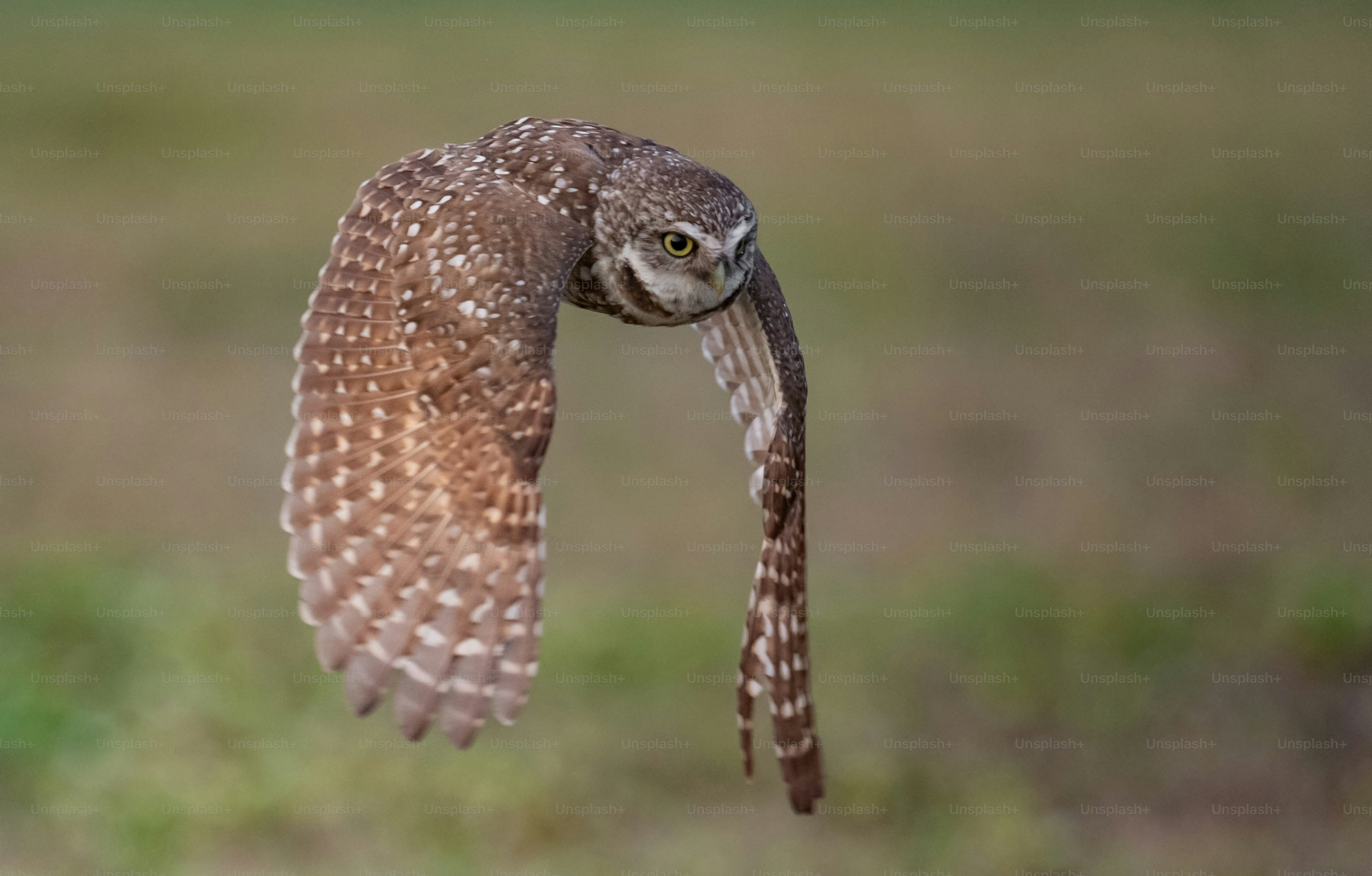 Owl Flying Pictures | Download Free Images on Unsplash