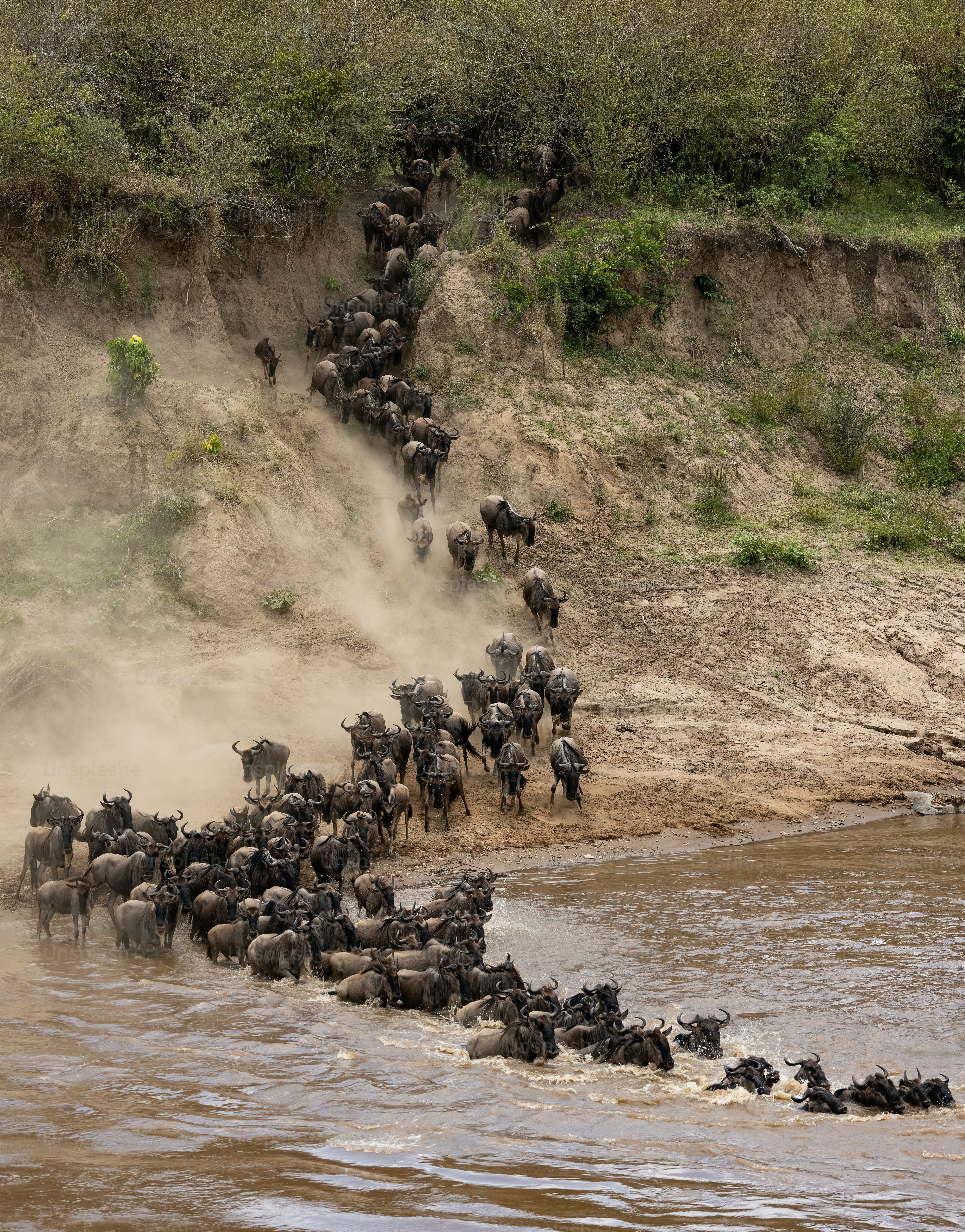 La migration des gnous en Afrique photo – Animal Photo sur Unsplash