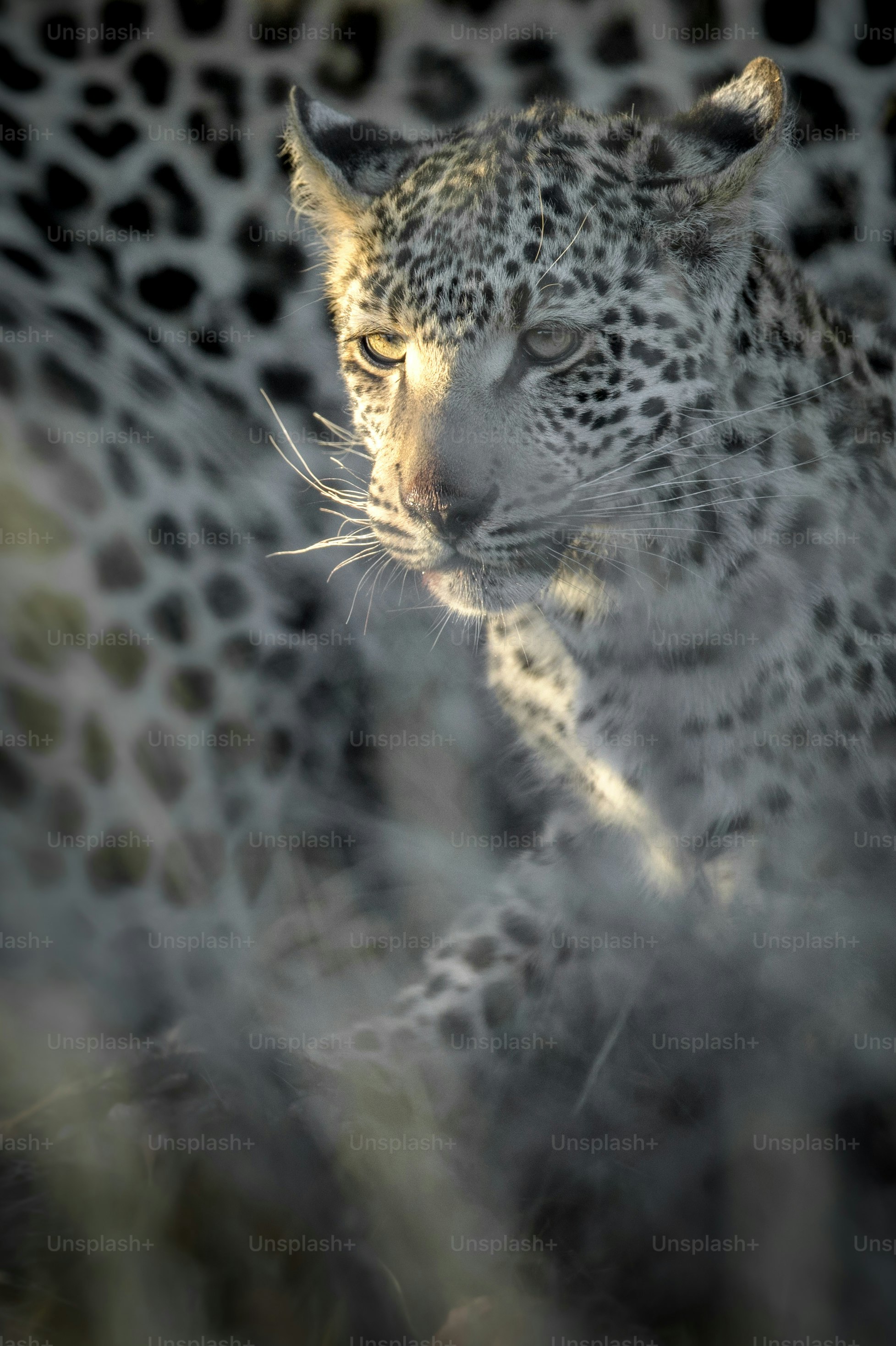 Leopard on a warthog kill in thick undergrowth, Namibia. photo – Blood ...