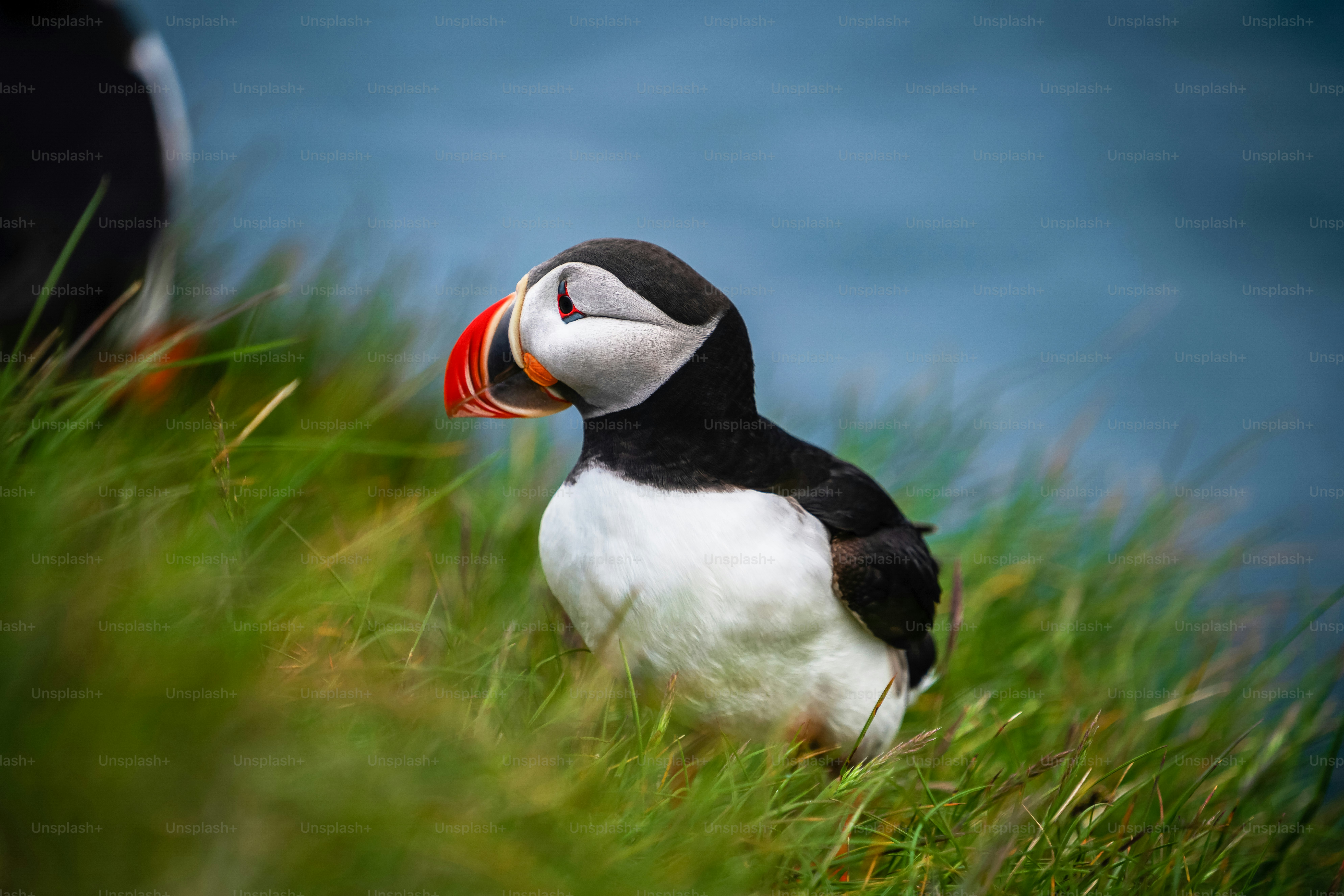 Atlantic puffin also know as common puffin is a species of seabird in ...