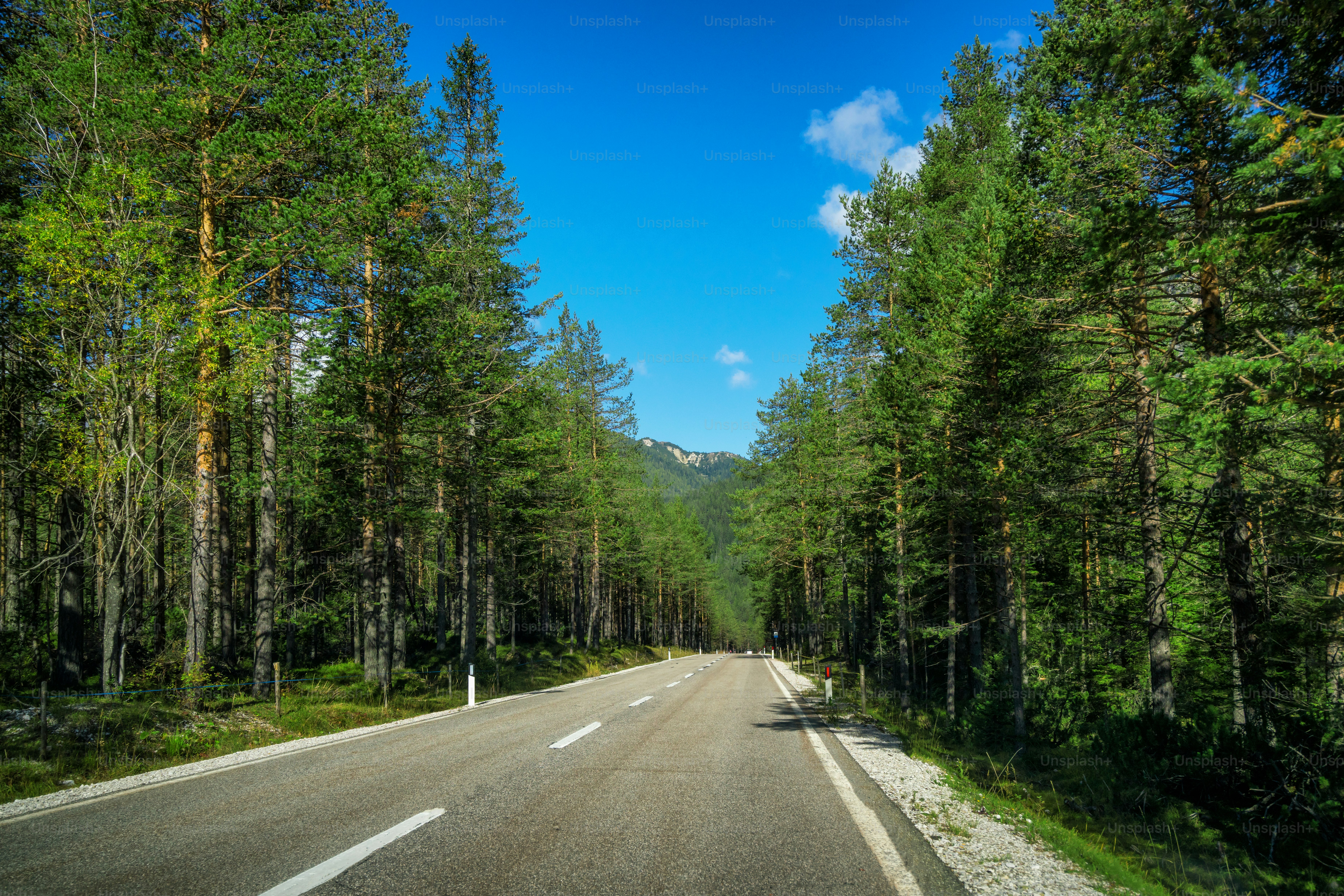 1000+ Forest Road Pictures | Download Free Images on Unsplash