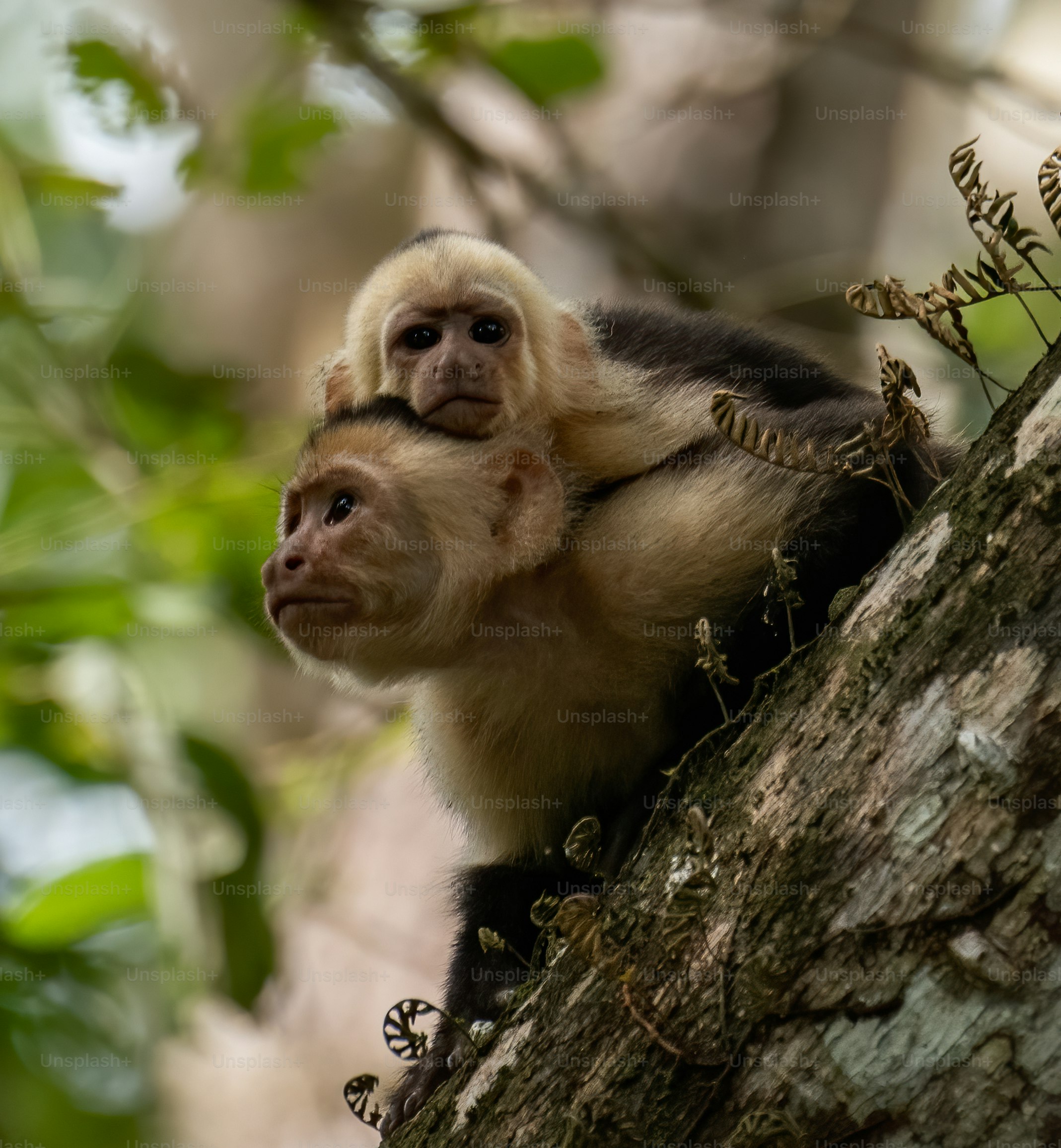 550+ Cute Monkey Pictures | Download Free Images on Unsplash