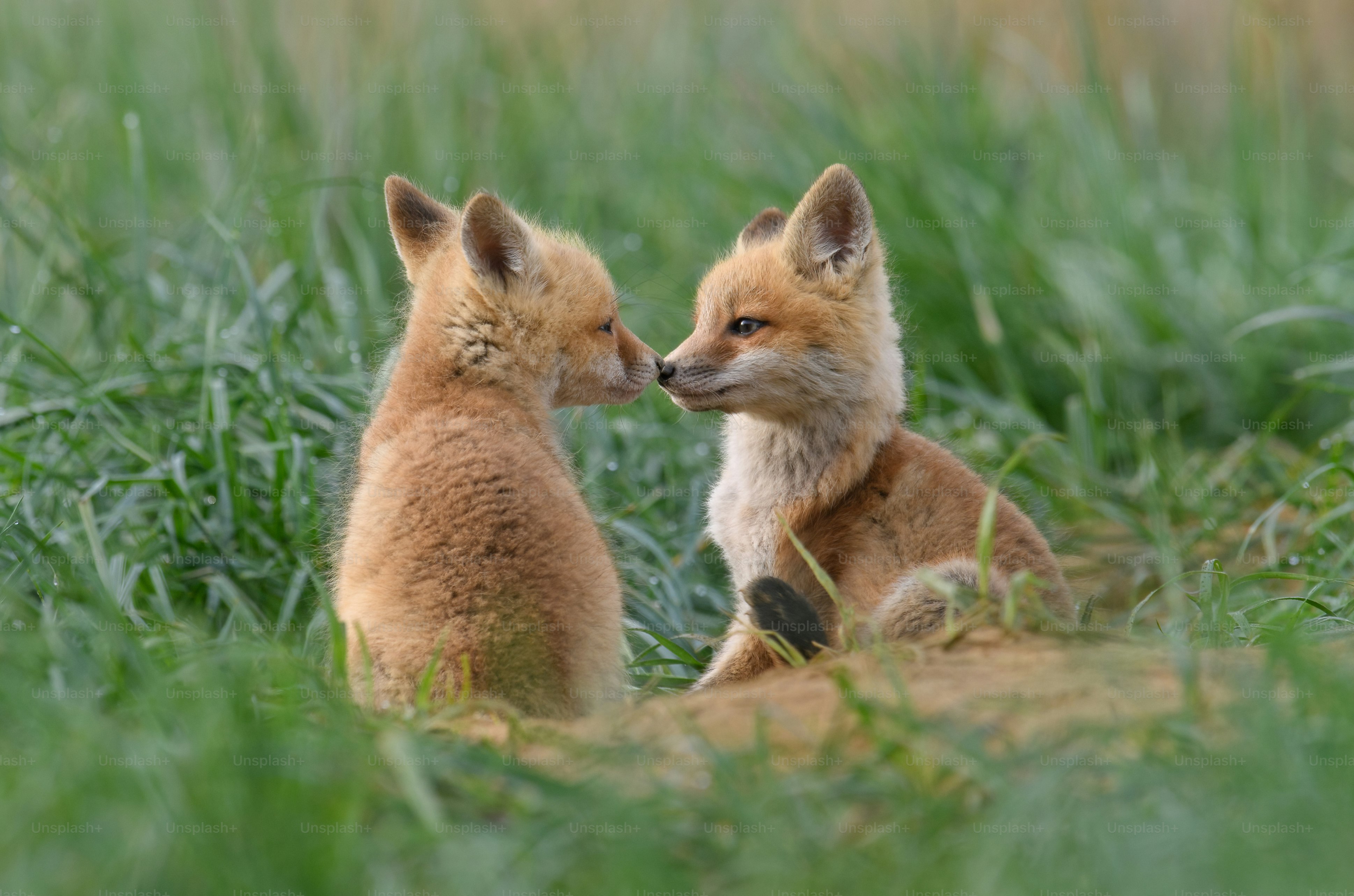 Red Fox Playing