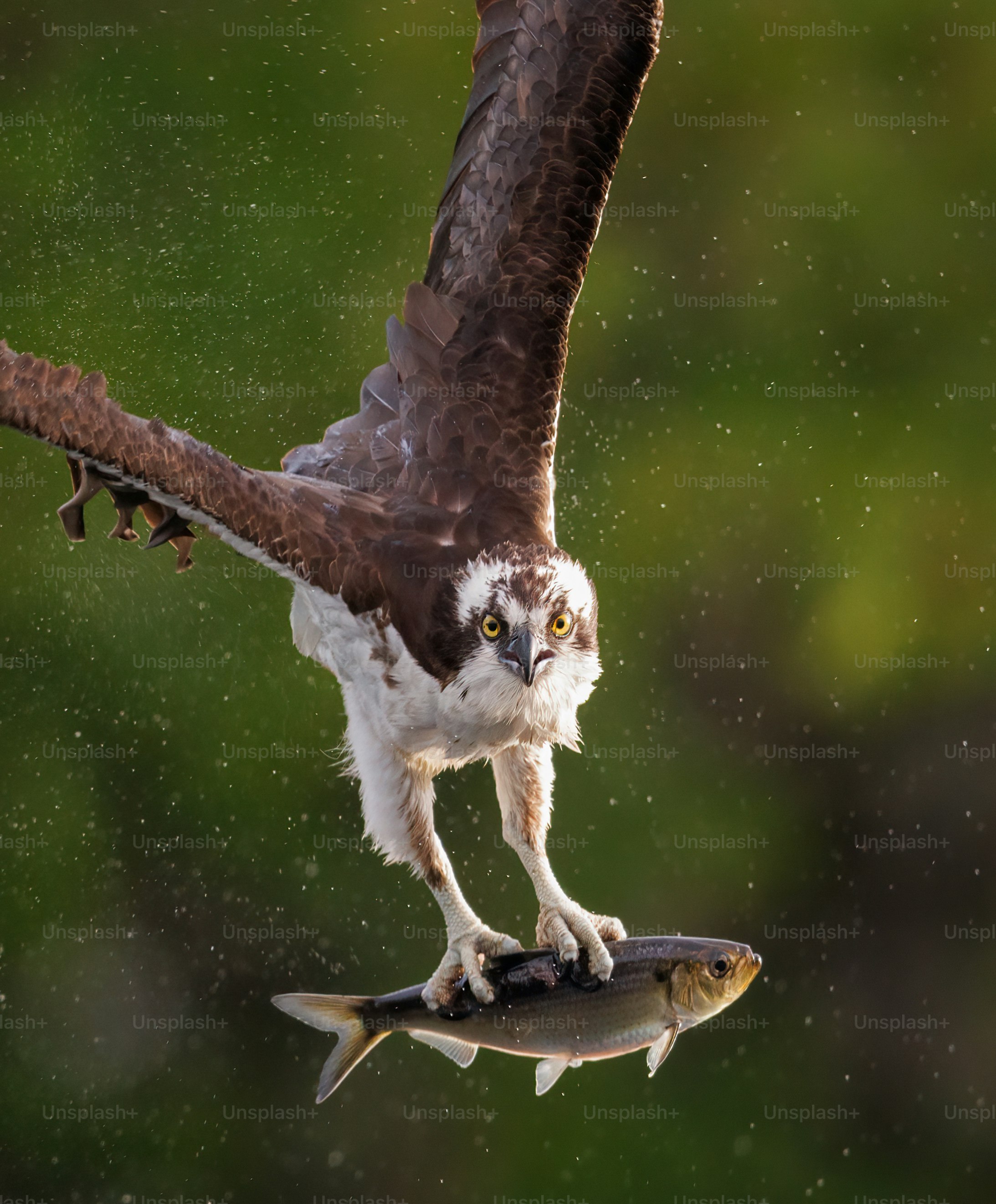 An osprey in Southern Florida photo – Birds flying Image on Unsplash