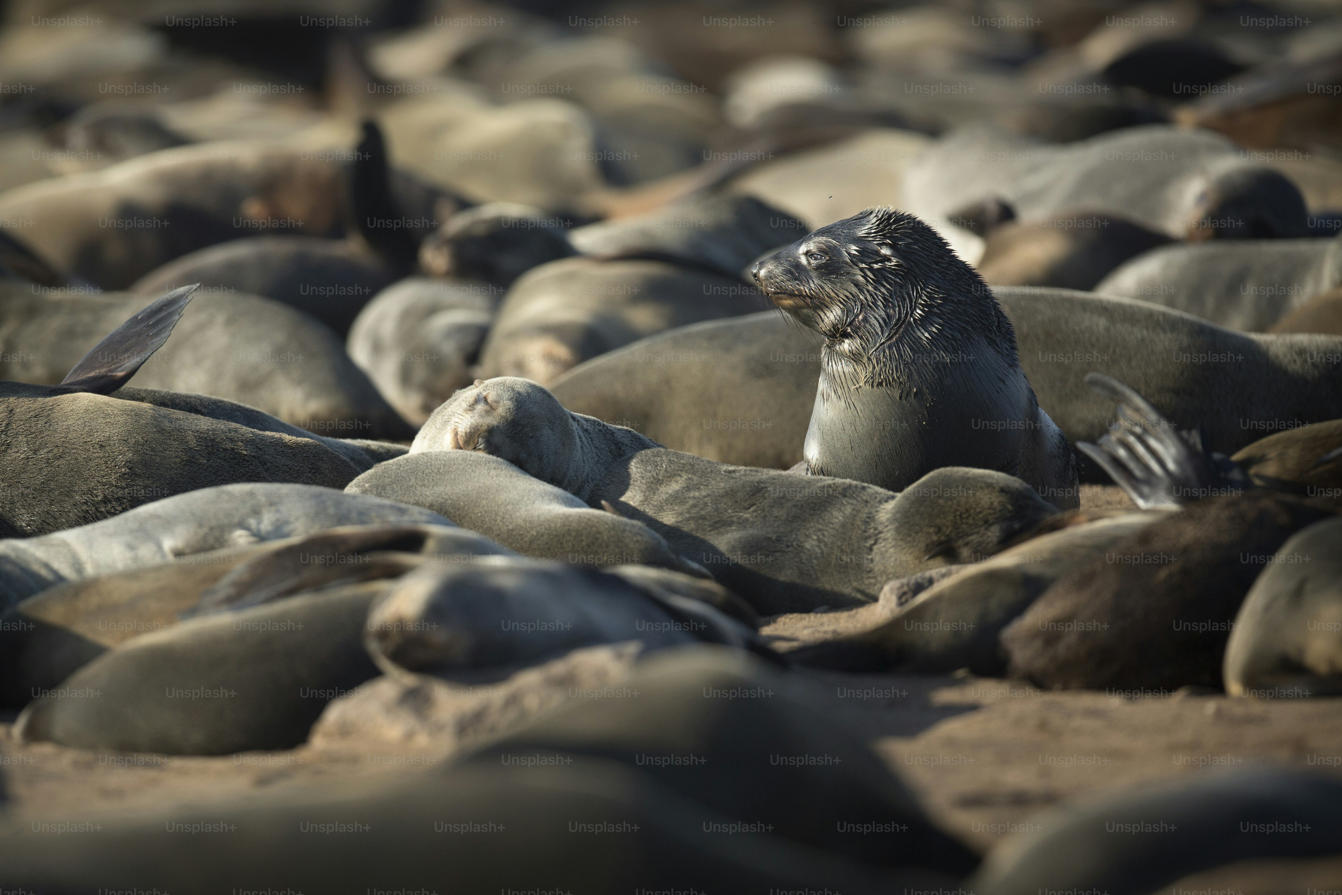 Un phoque dans la colonie de phoques de Cape Cross, en Namibie. photo ...