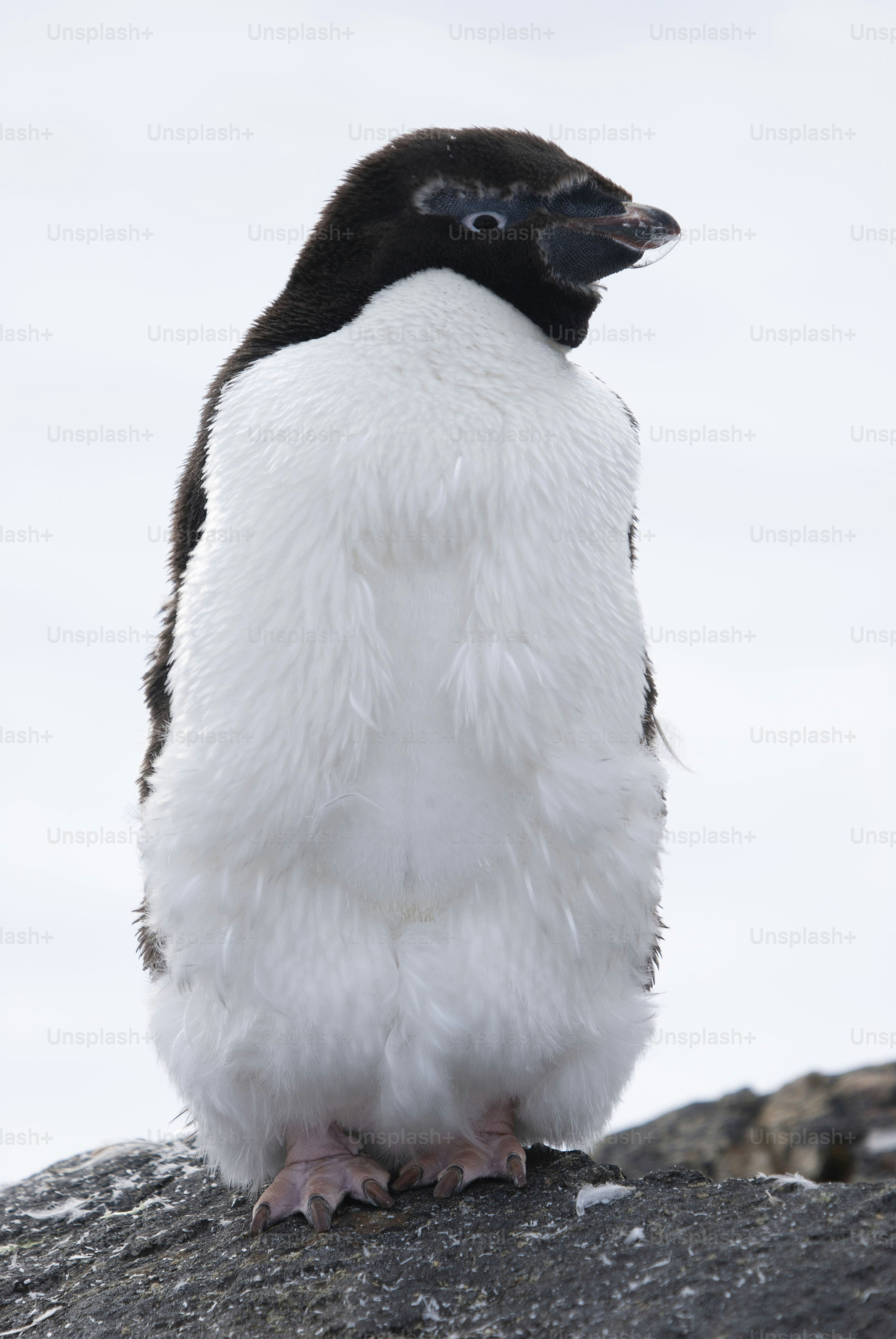 An Adelie Penguin in Antarctica Peninsula photo – Animal Image on Unsplash