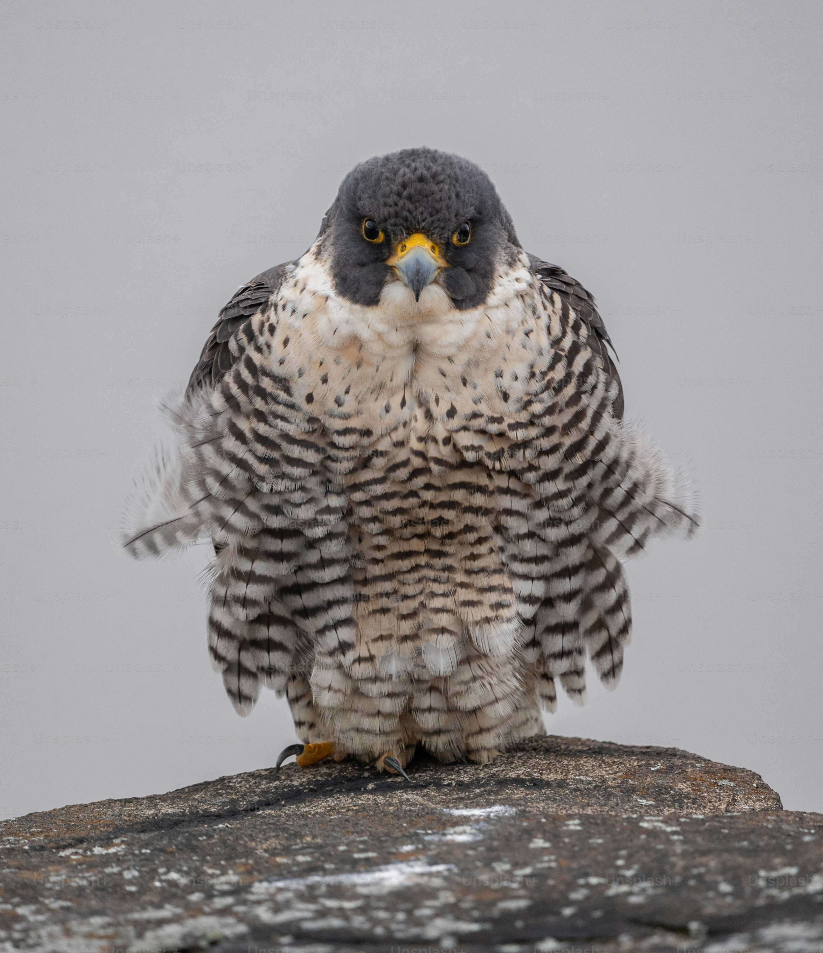 Falco Pellegrino