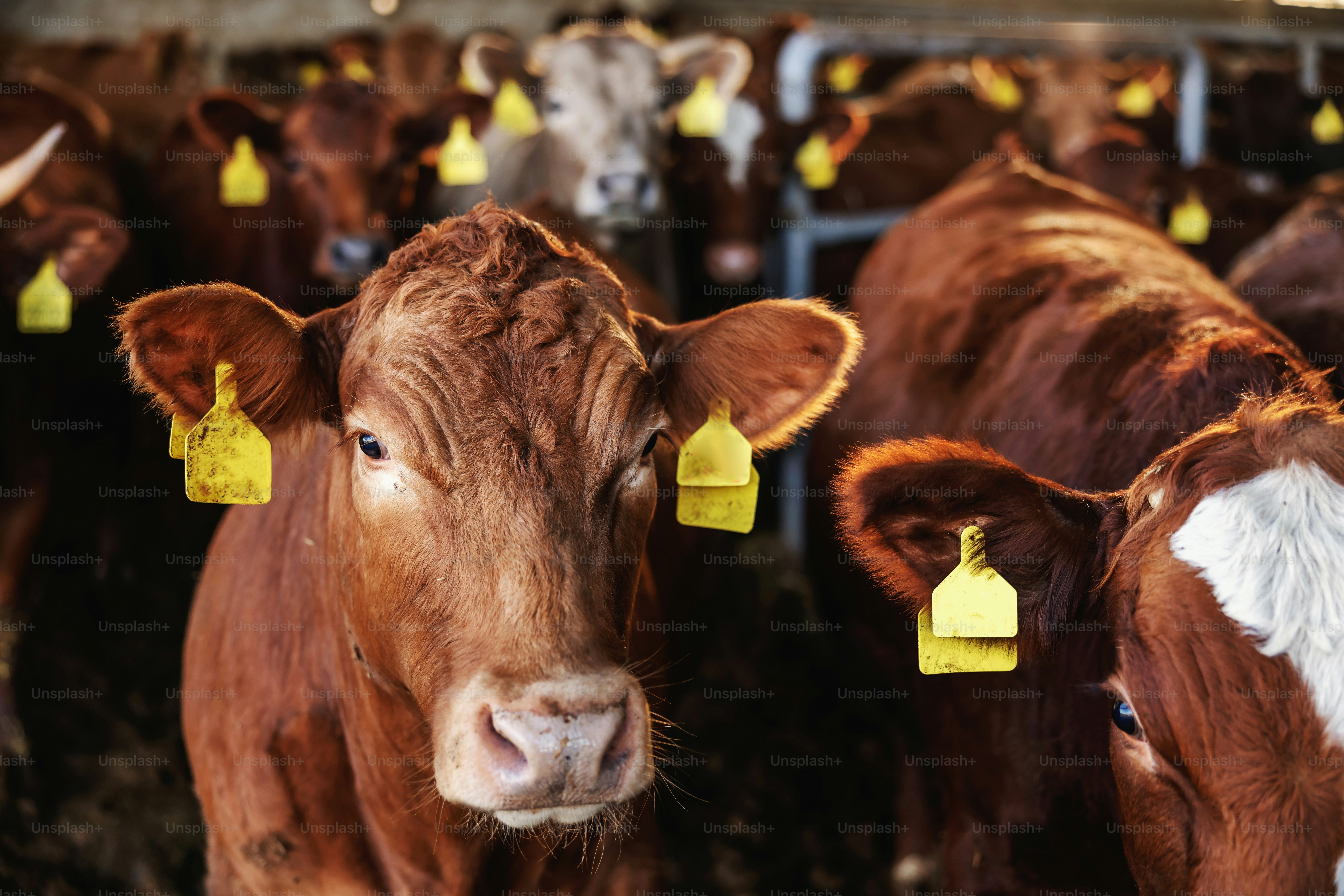 Closeup of beef looking at camera. In a stable are many beefs. Ordinary ...