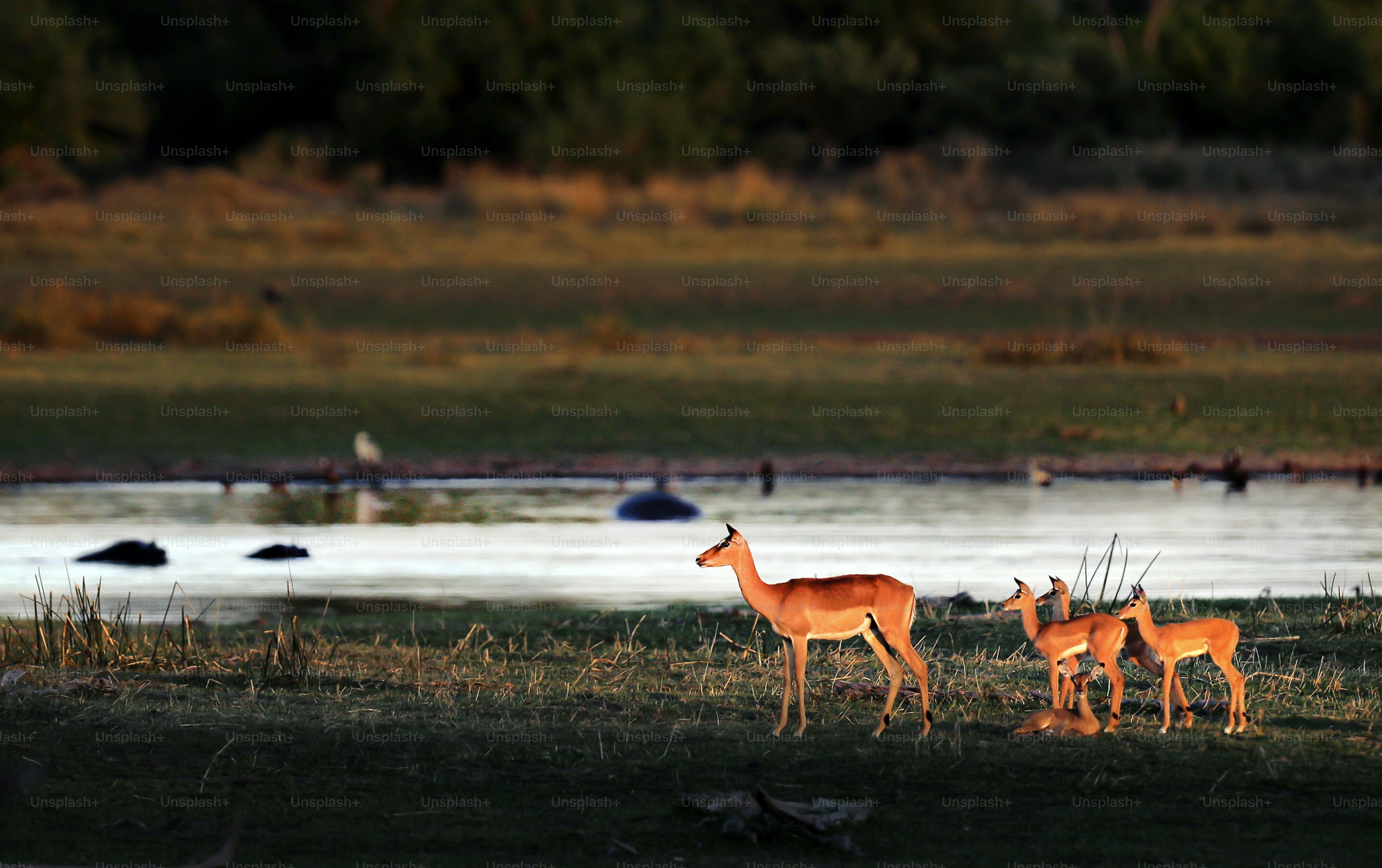 Impala fêmea e filhotes à luz da tarde foto – Imagem sobre Fotografia ...