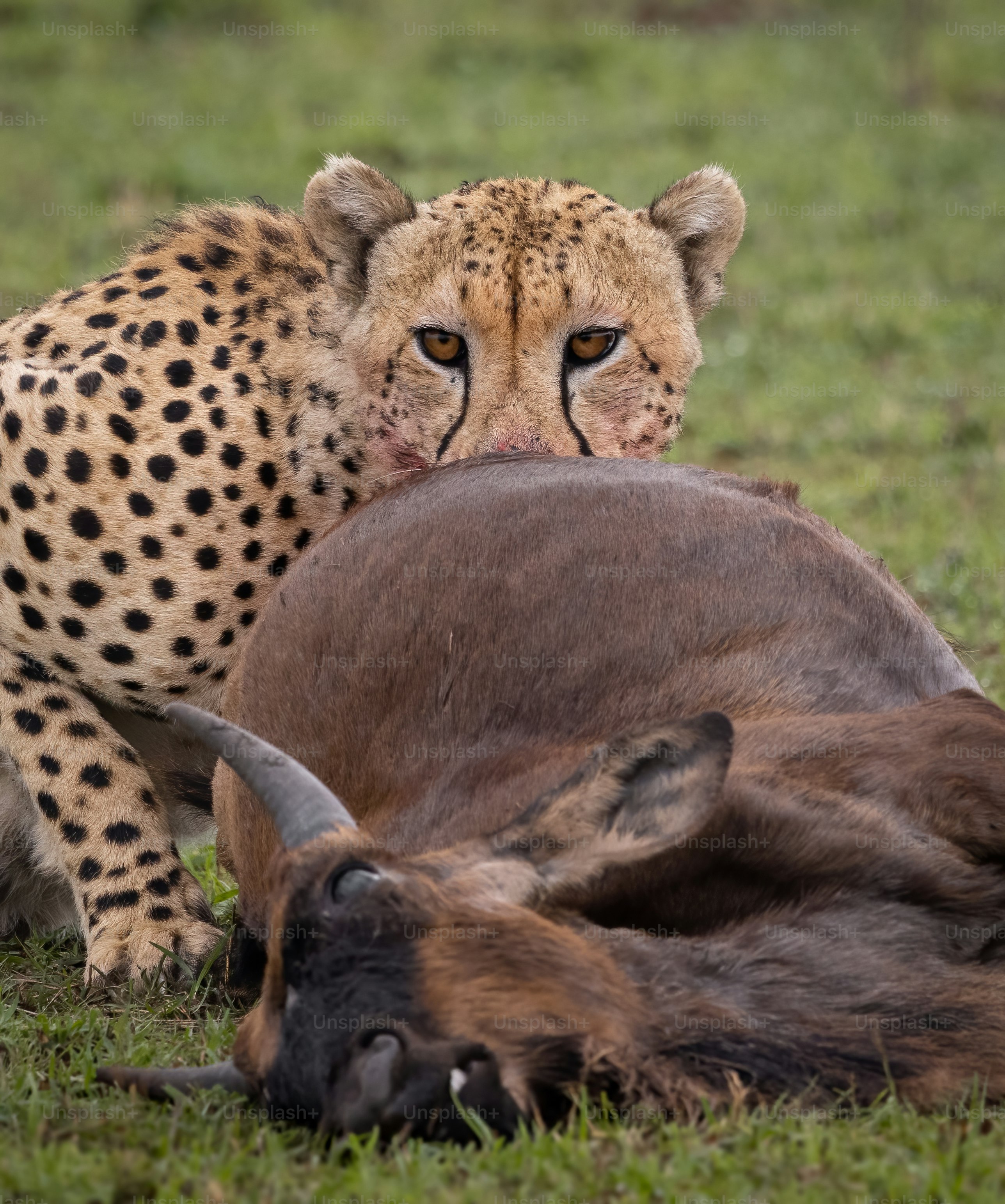 Serengeti Pictures | Download Free Images on Unsplash
