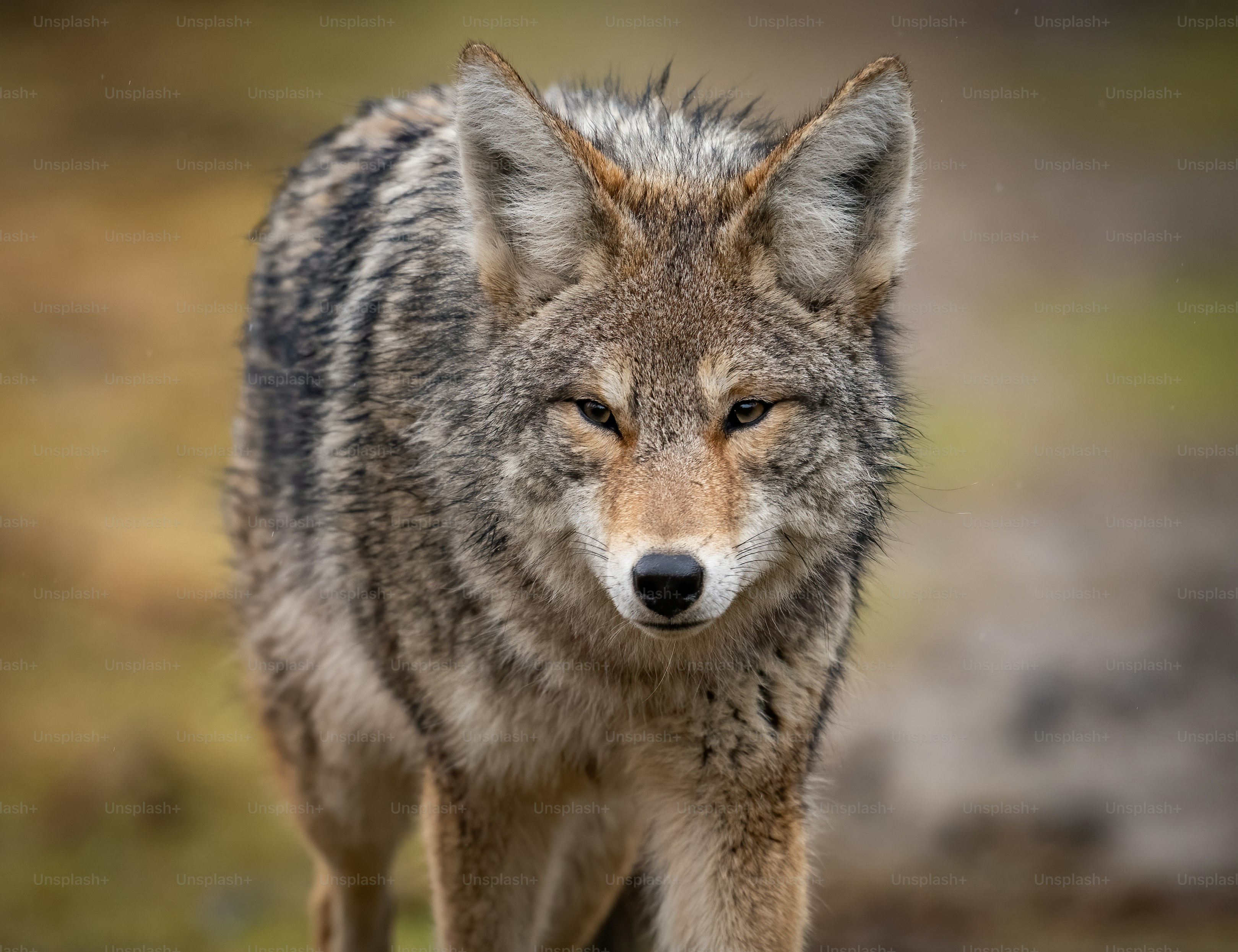 Un coyote en Banff, Canadá. foto – Imagen de Zorro en Unsplash