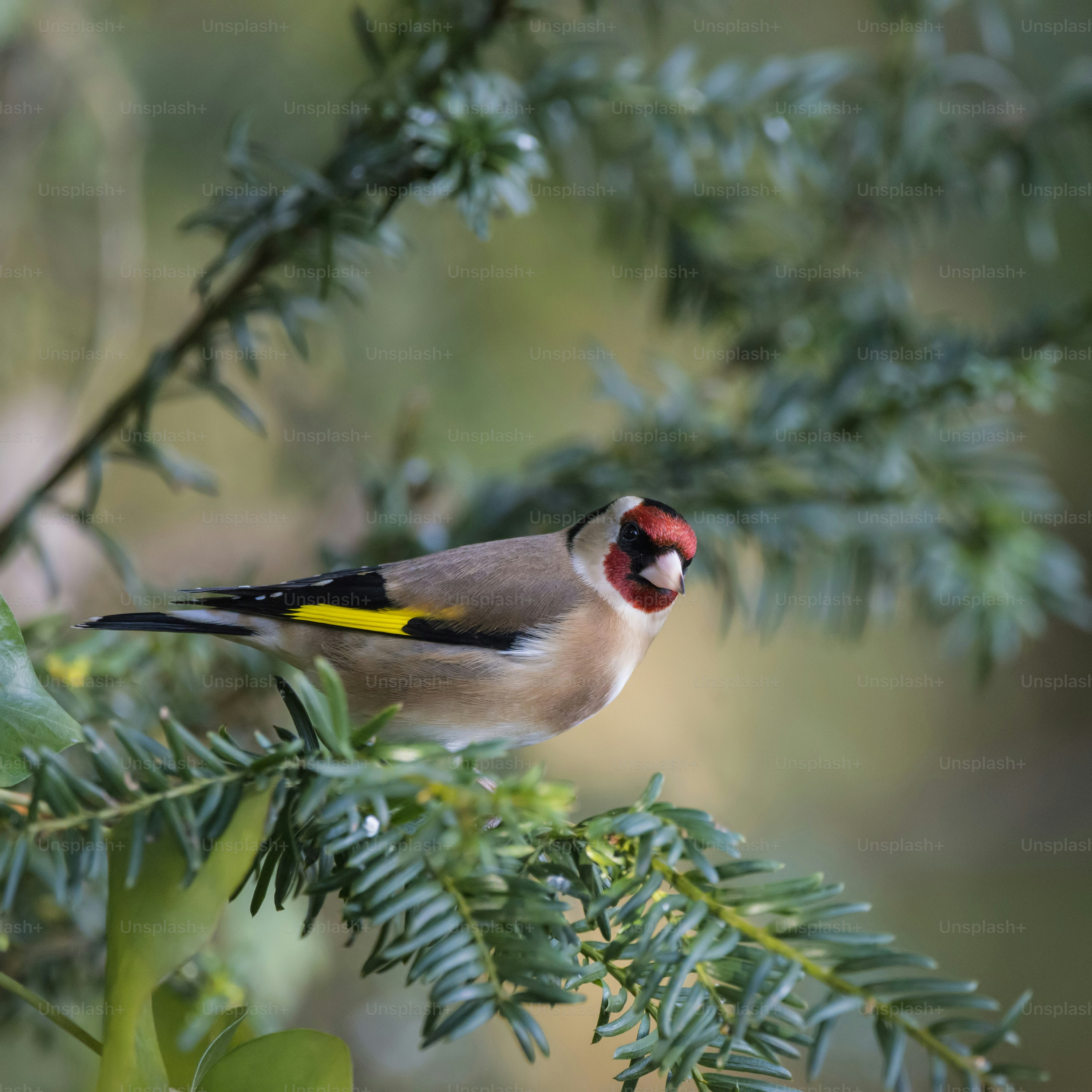 Goldfinch Pictures | Download Free Images on Unsplash