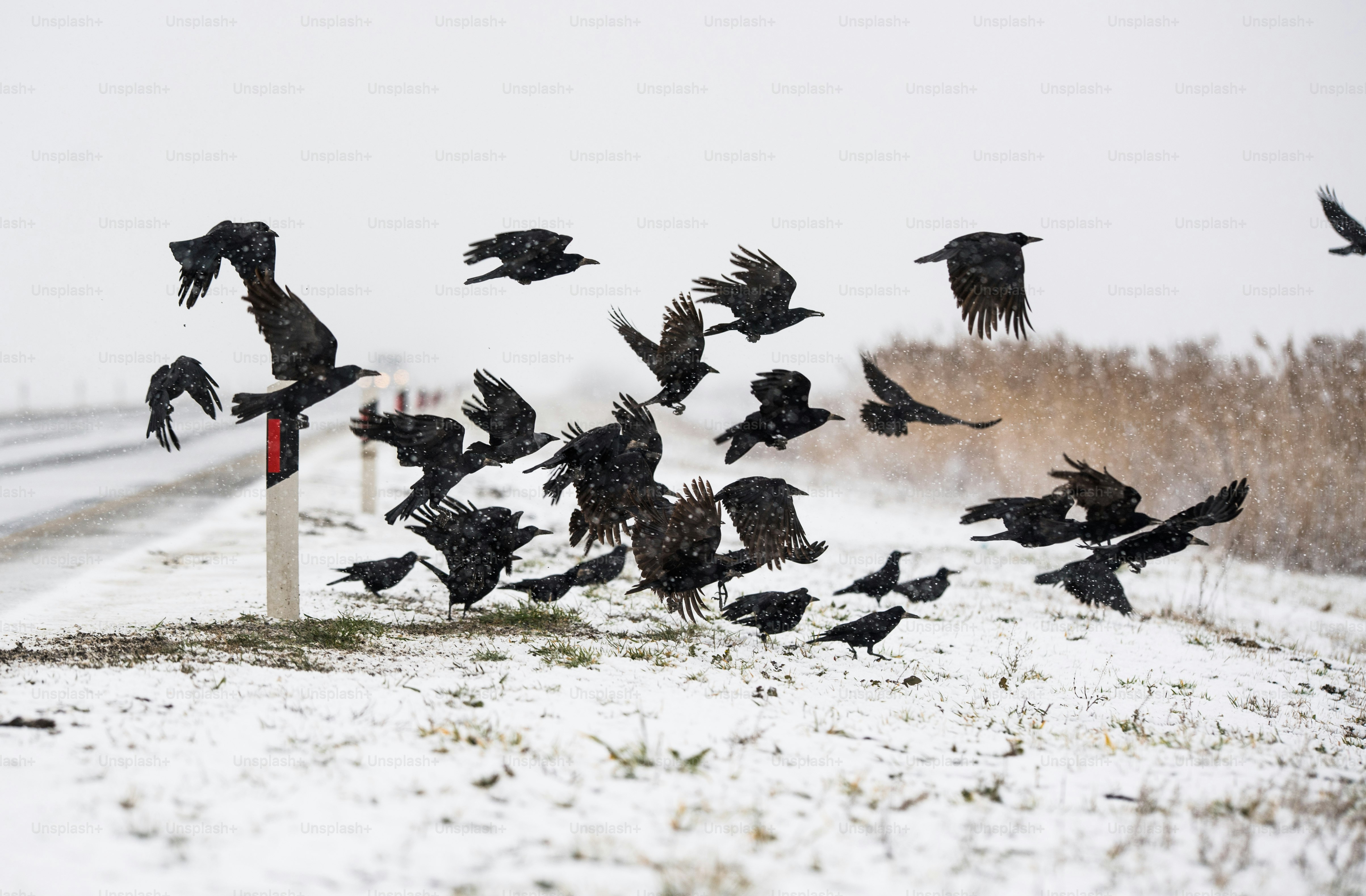 A flock of crows flying above the frozen field photo – Animal Image on ...