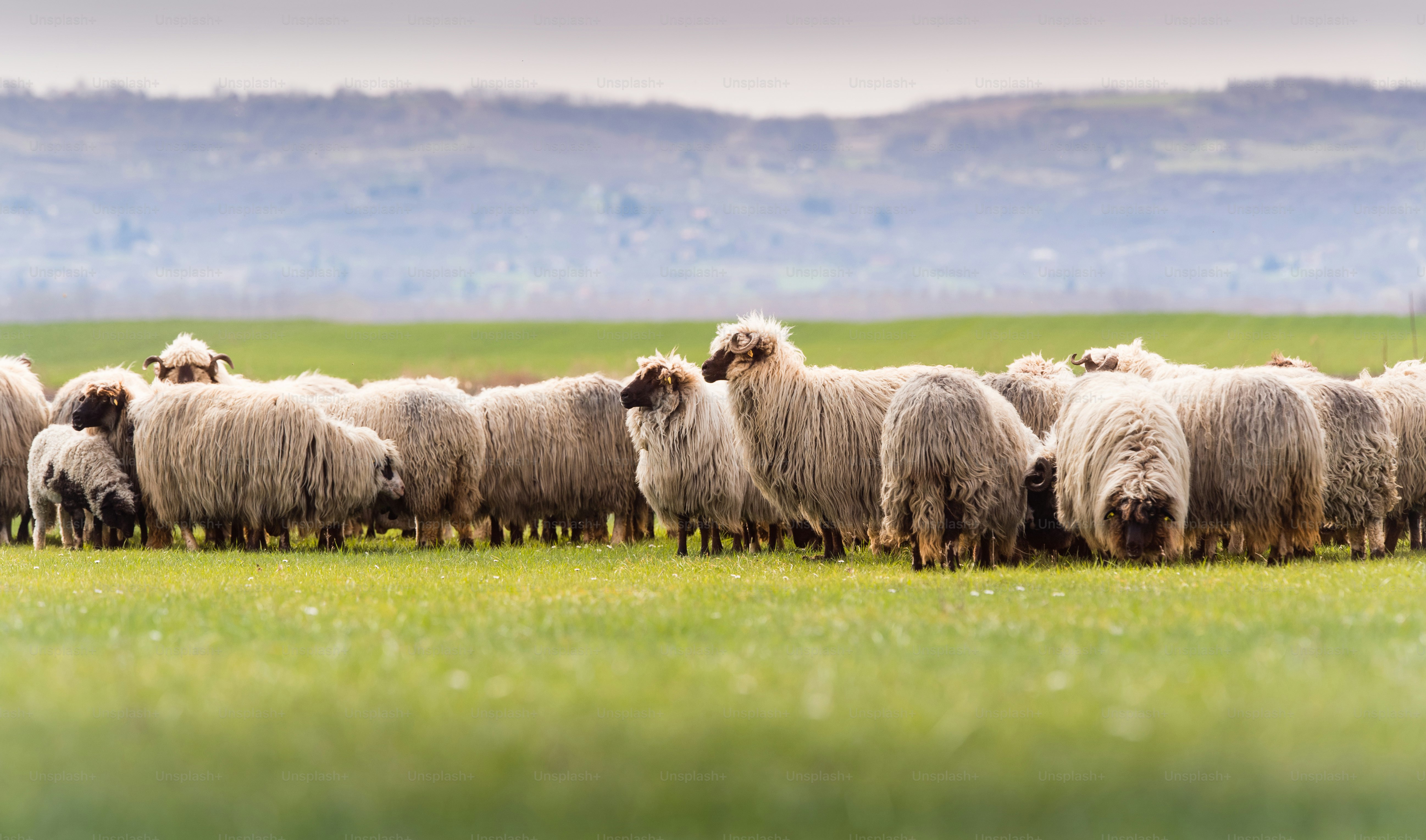 Herd of sheep on pasture - meadow in spring season photo – Animal Image ...