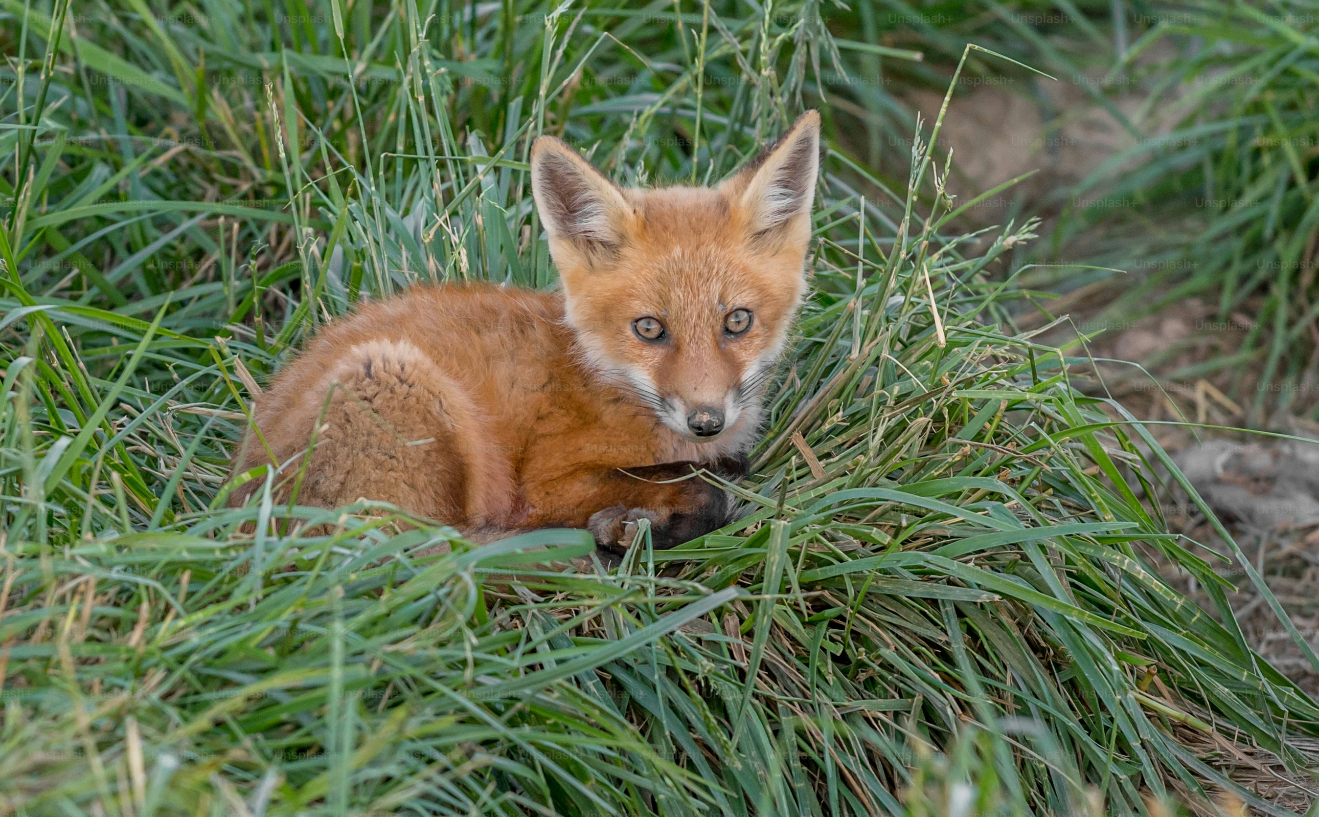 A red fox in New Jersey photo – Foxes Image on Unsplash