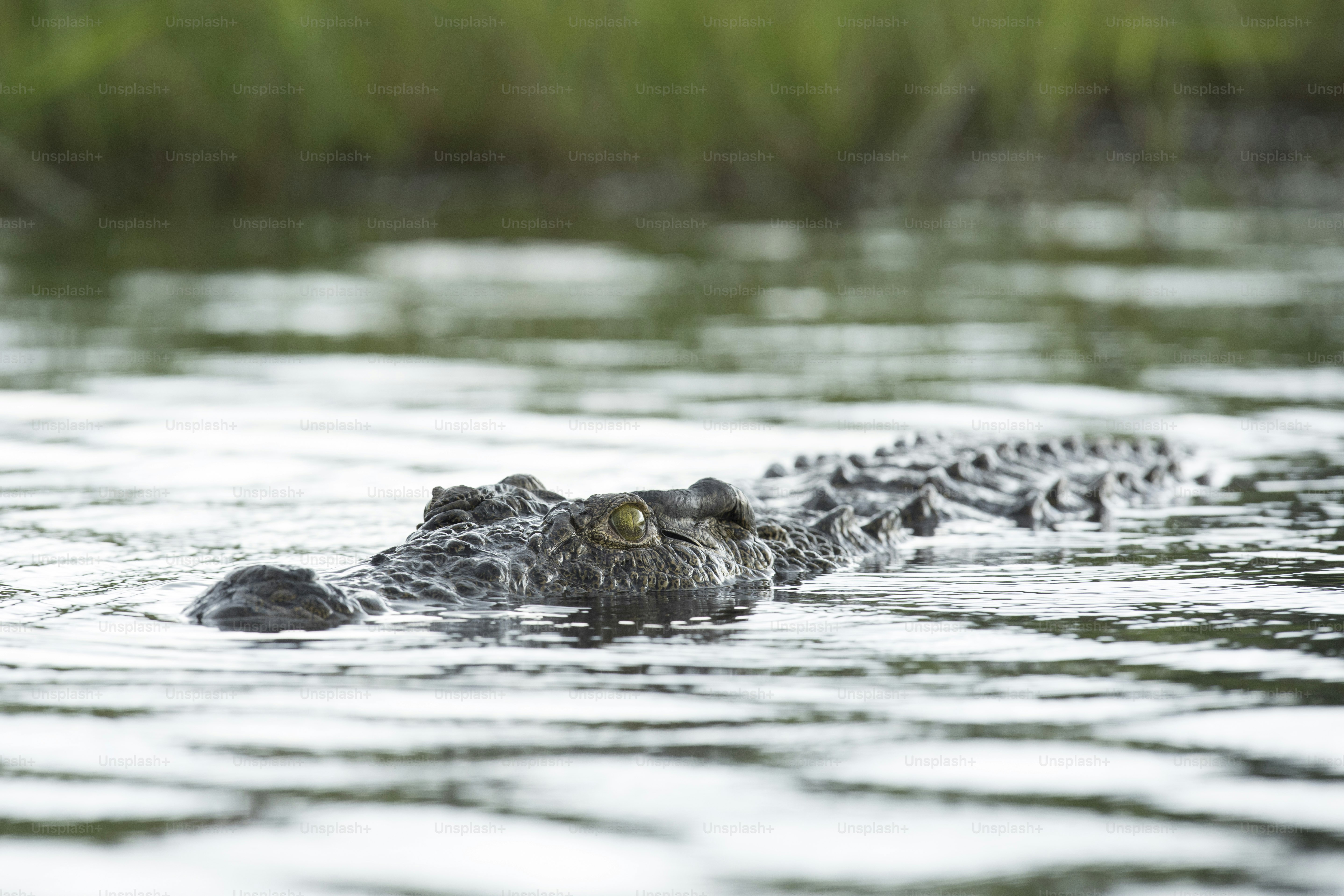 Crocodile swimming in water. photo – Crocodile Image on Unsplash