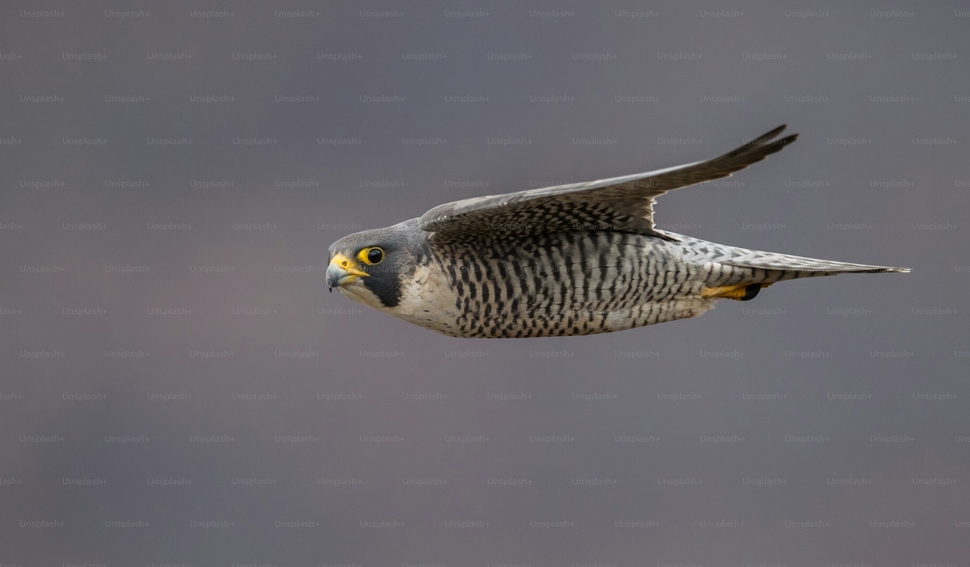 Foto Un halcón peregrino en Nueva Jersey – Pájaro Imagen en Unsplash