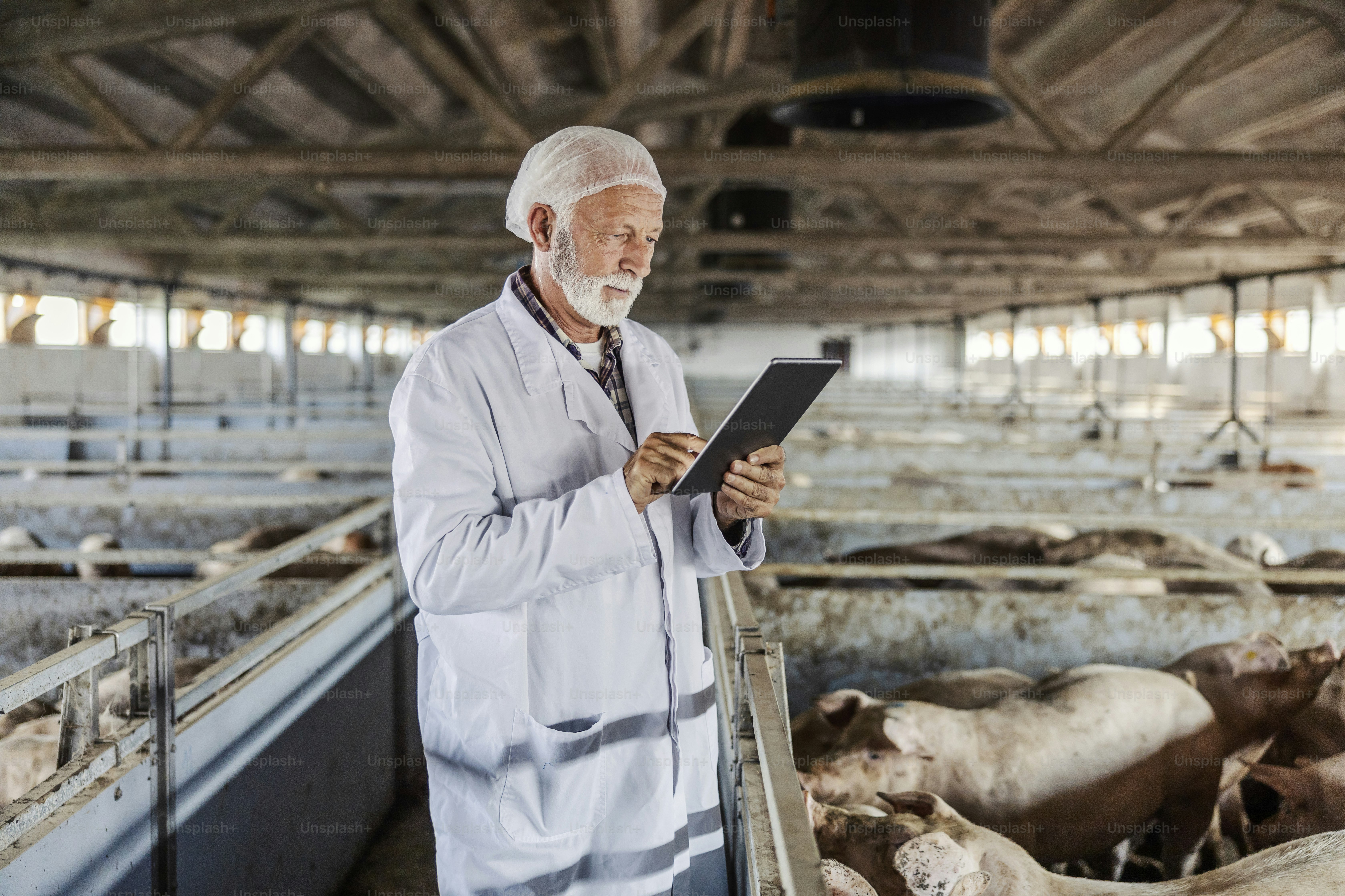 Serious senior veterinarian standing in a barn and checking on pigs ...