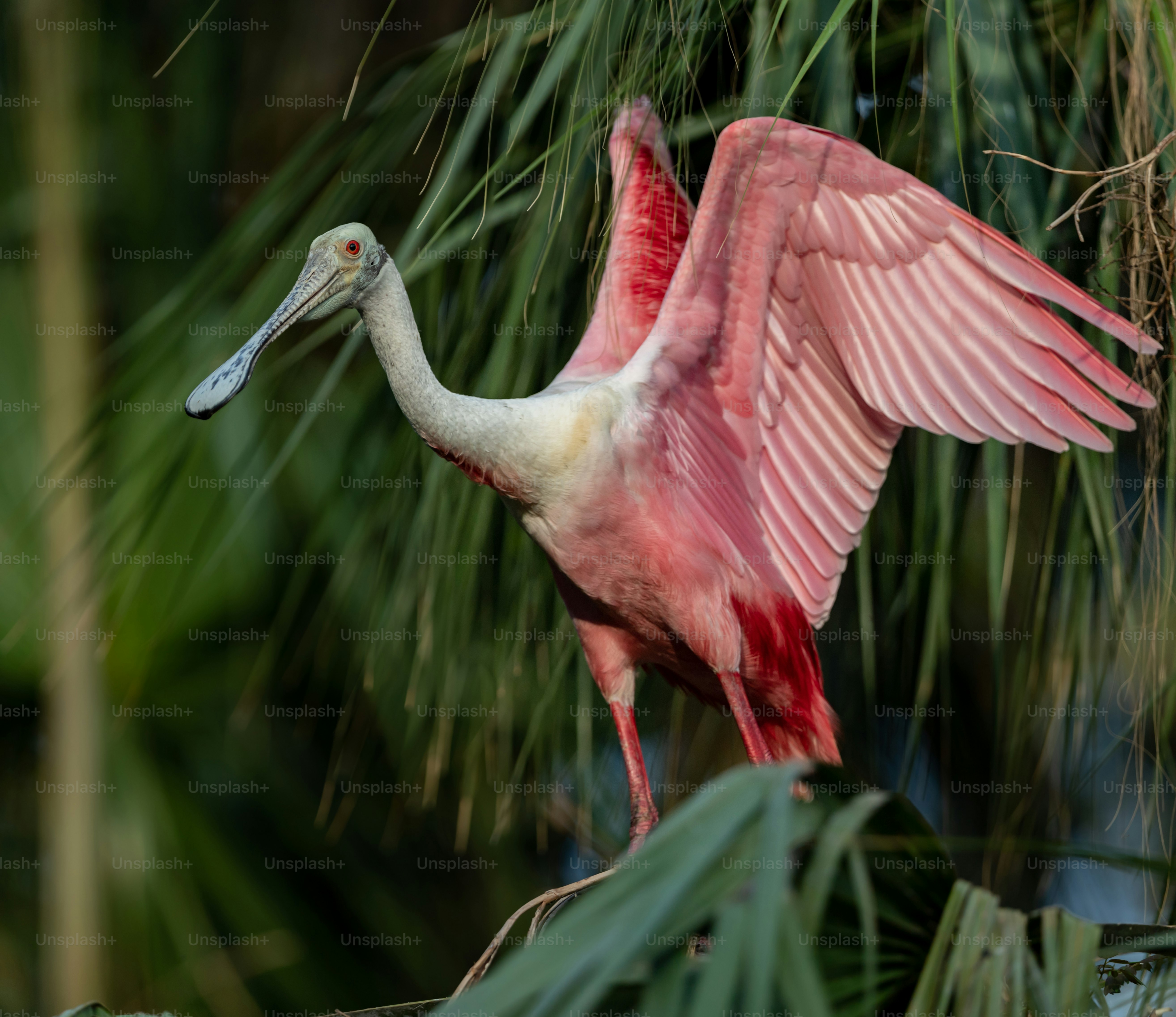 Roseate Spoonbill in Florida photo – Bird nest Image on Unsplash