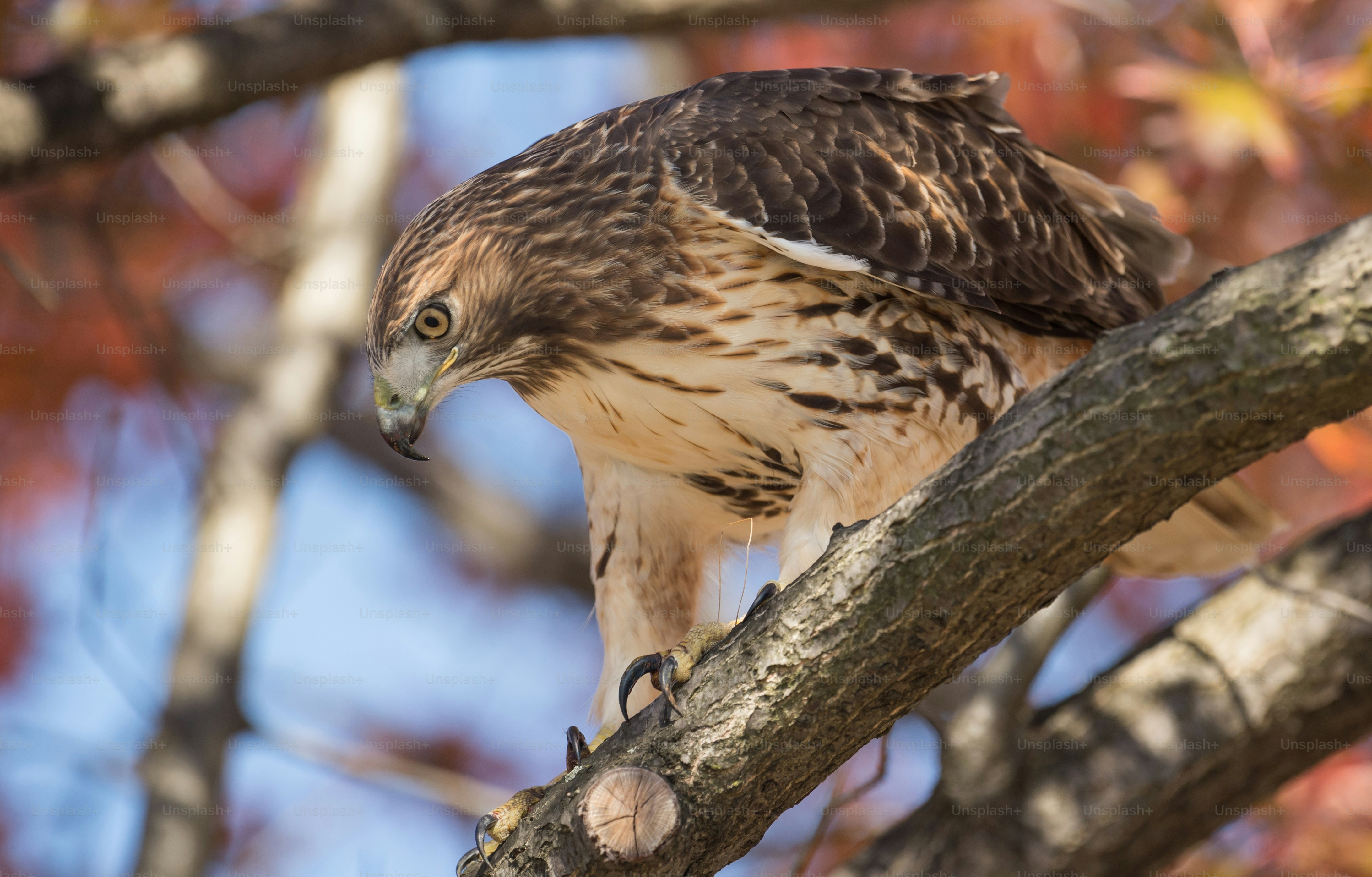 A red-tailed hawk hunting in Norther Pennsylvania. photo – No people ...