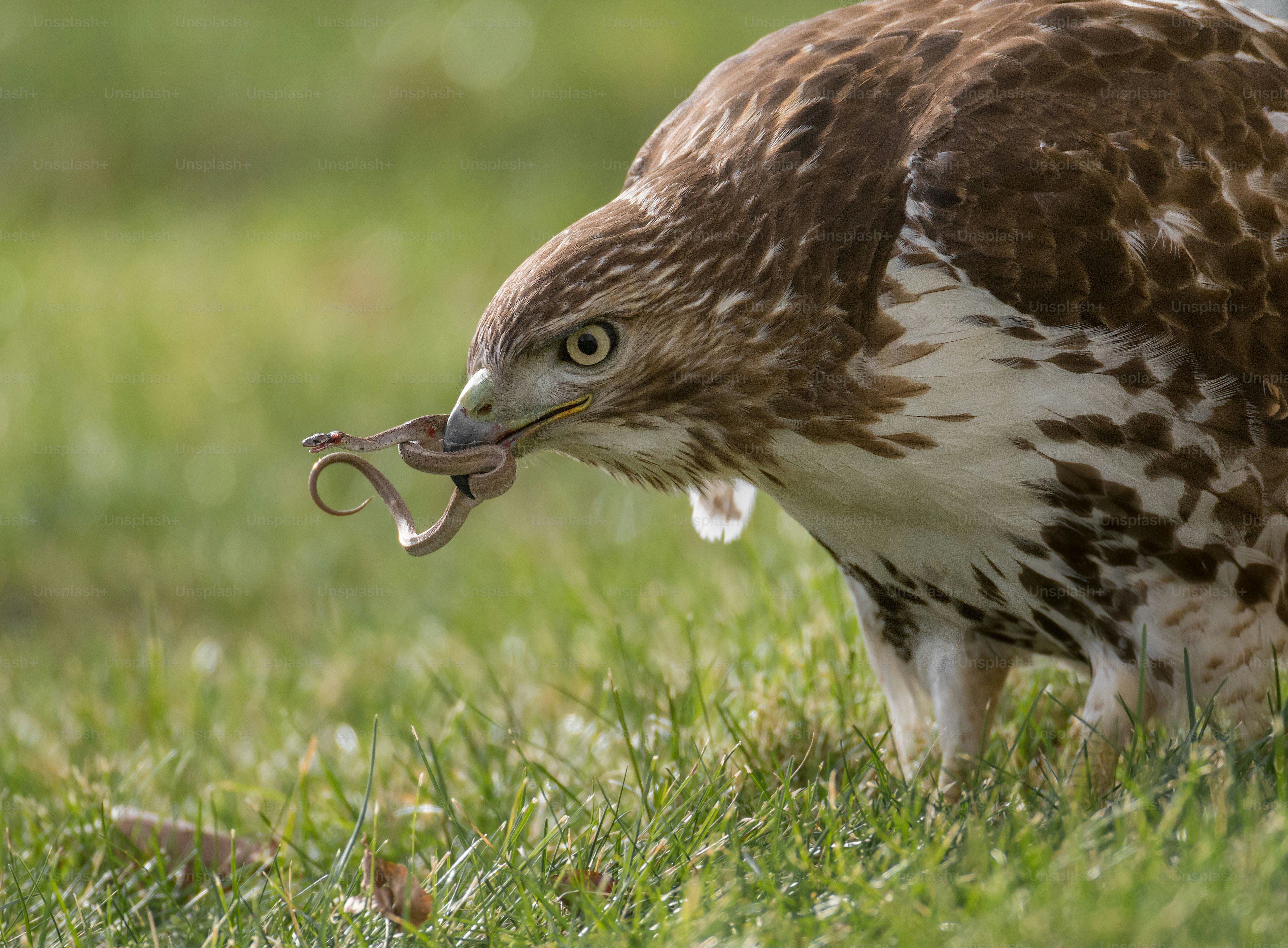 A red-tailed hawk hunting in Norther Pennsylvania. photo – Bird Image ...