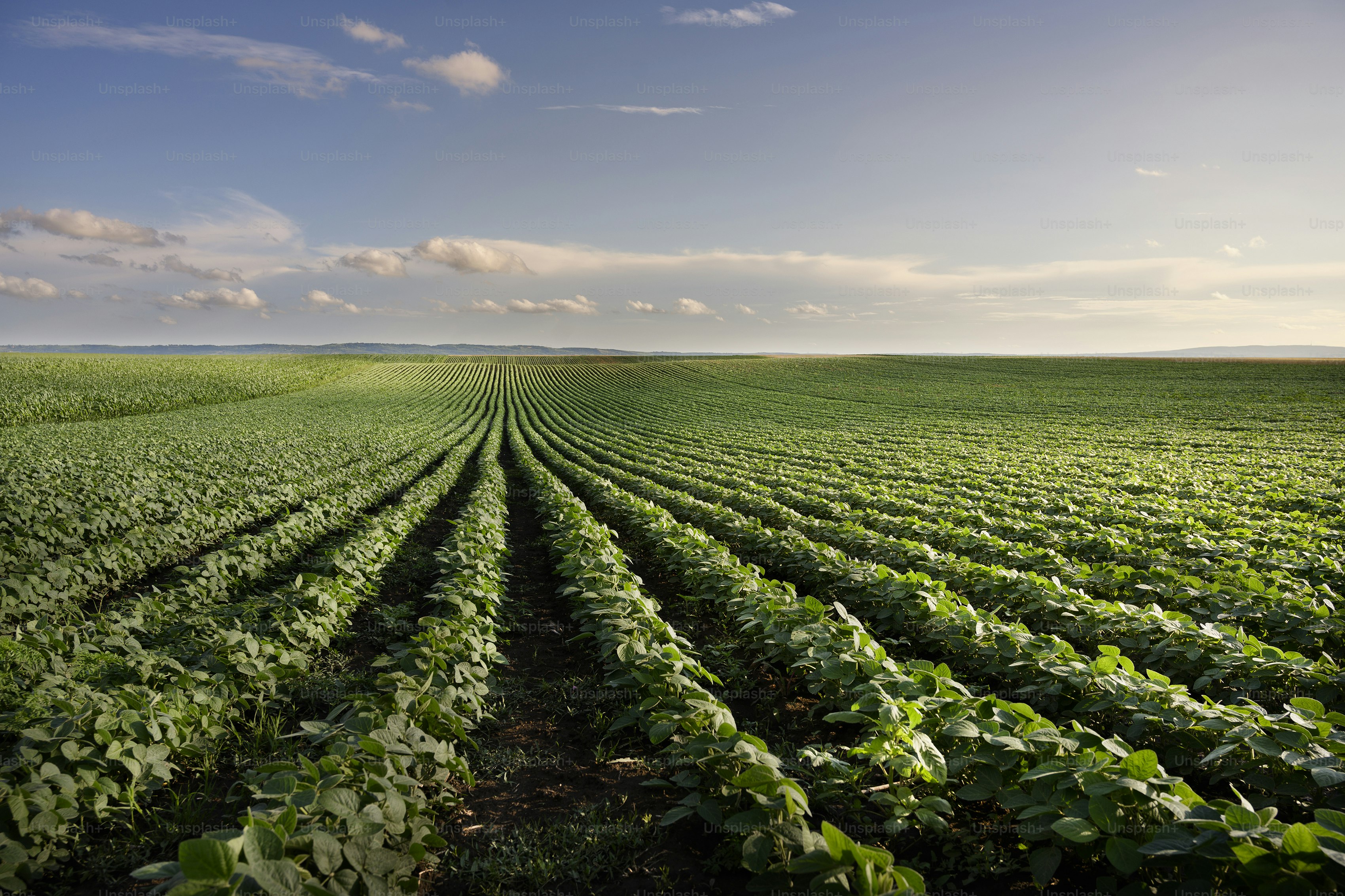 Open soybean field at sunset.Soybean field . photo – Vegetable Image on ...